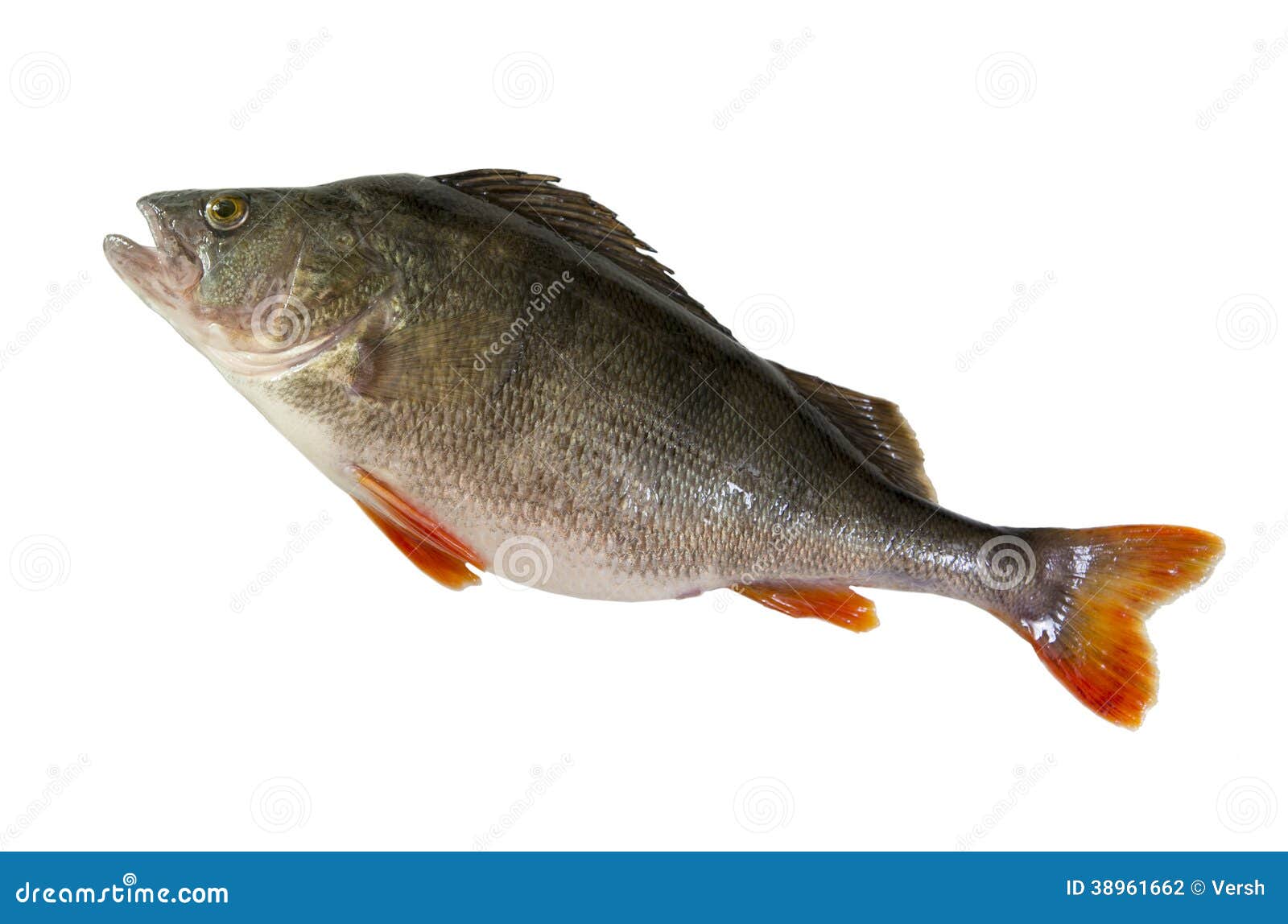 Fresh Perch Isolated on White Background Stock Photo - Image of ...
