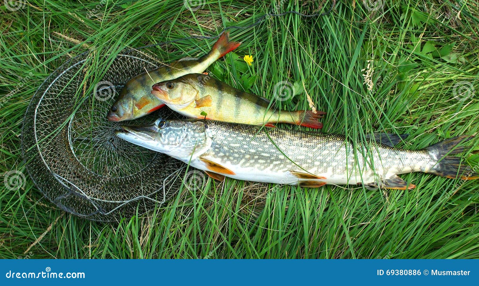 Fresh Perch and Pike on the Grass Stock Photo - Image of catch, fresh ...