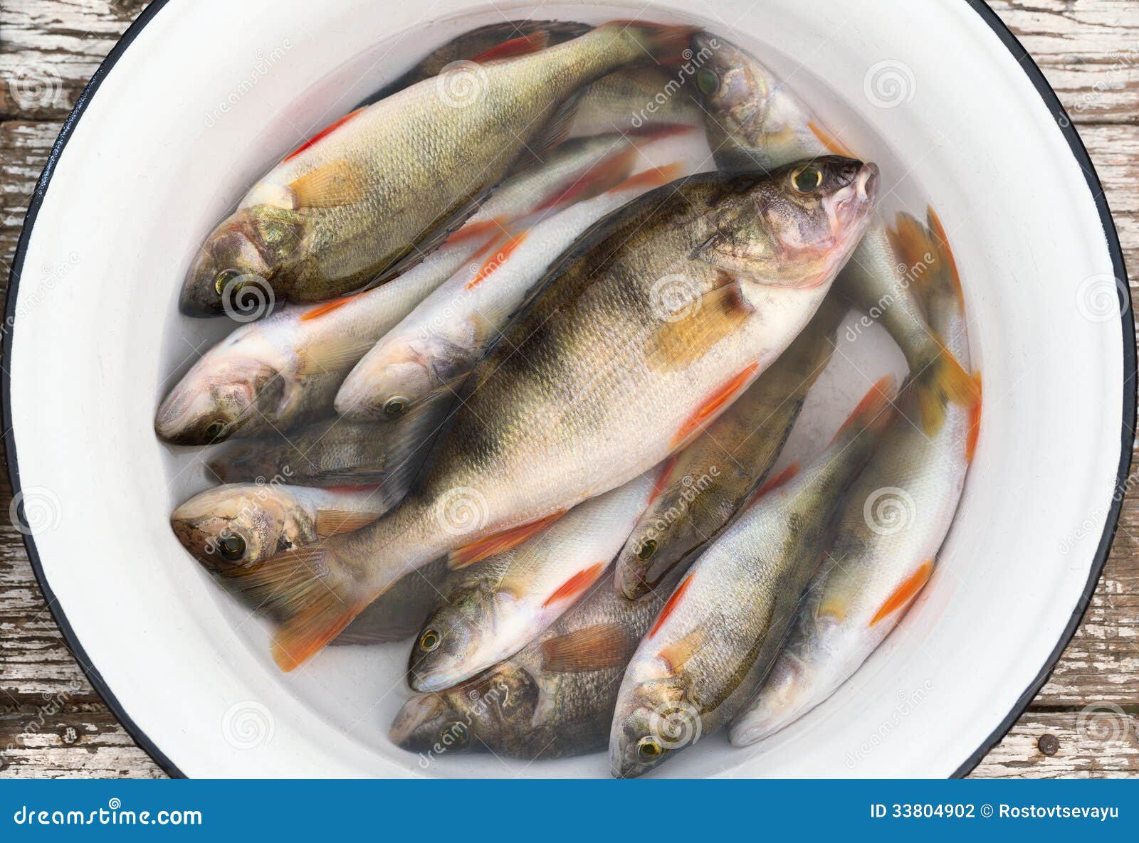 Fresh Perch in a White Basin on Wooden Stool Stock Photo - Image of ...