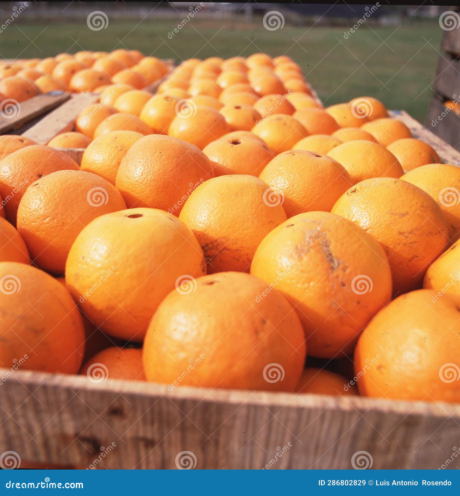 Fresh Peruvian Orange Fruit in Wooden Box Stock Image - Image of berry ...
