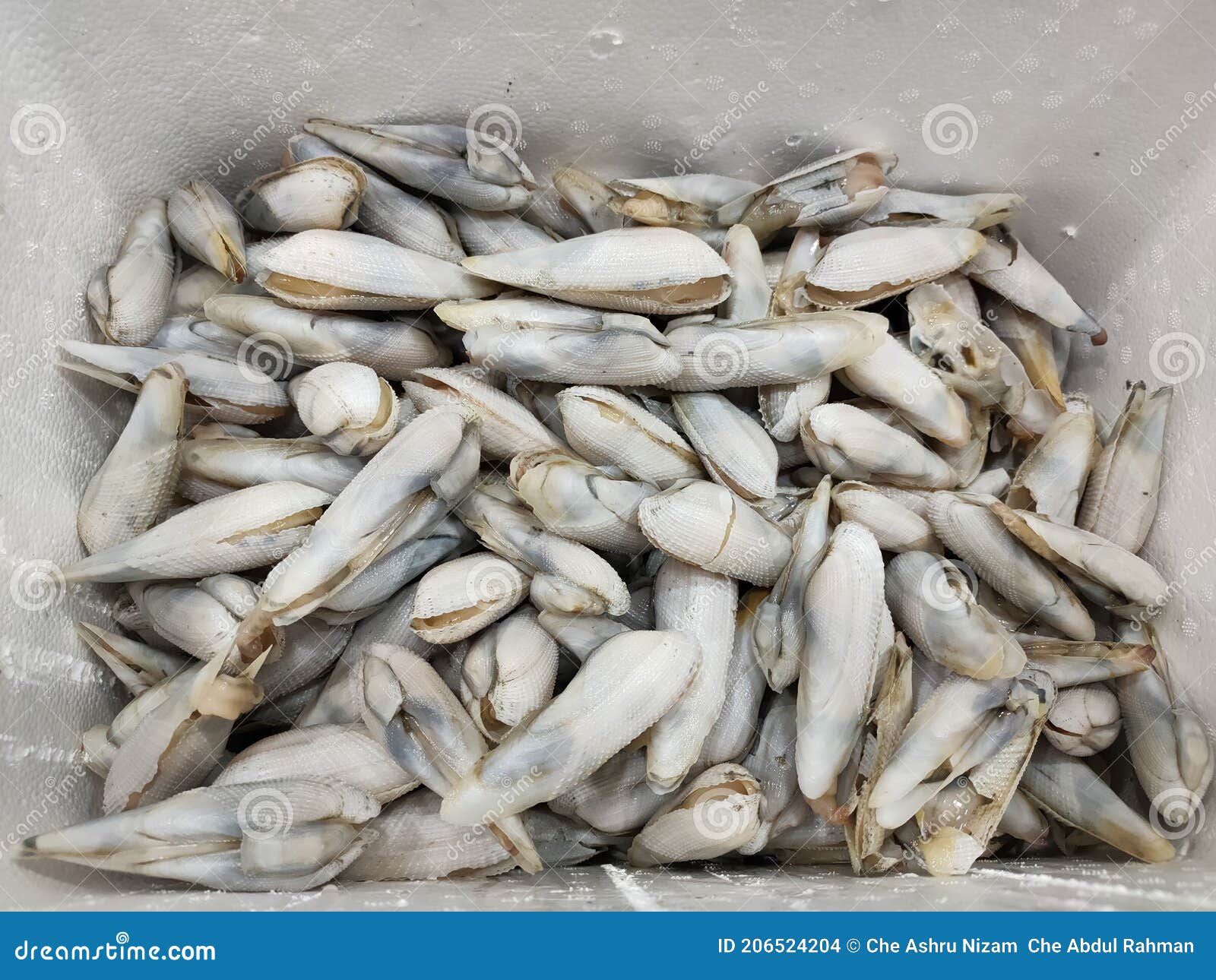 Common Piddock Stock Photos - Free & Royalty-Free Stock Photos from ...