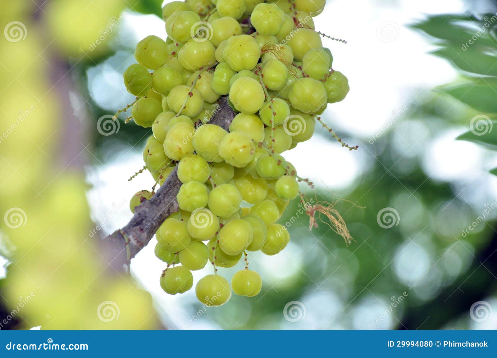 Phyllanthus acidus on tree stock photo. Image of fruit - 29994080