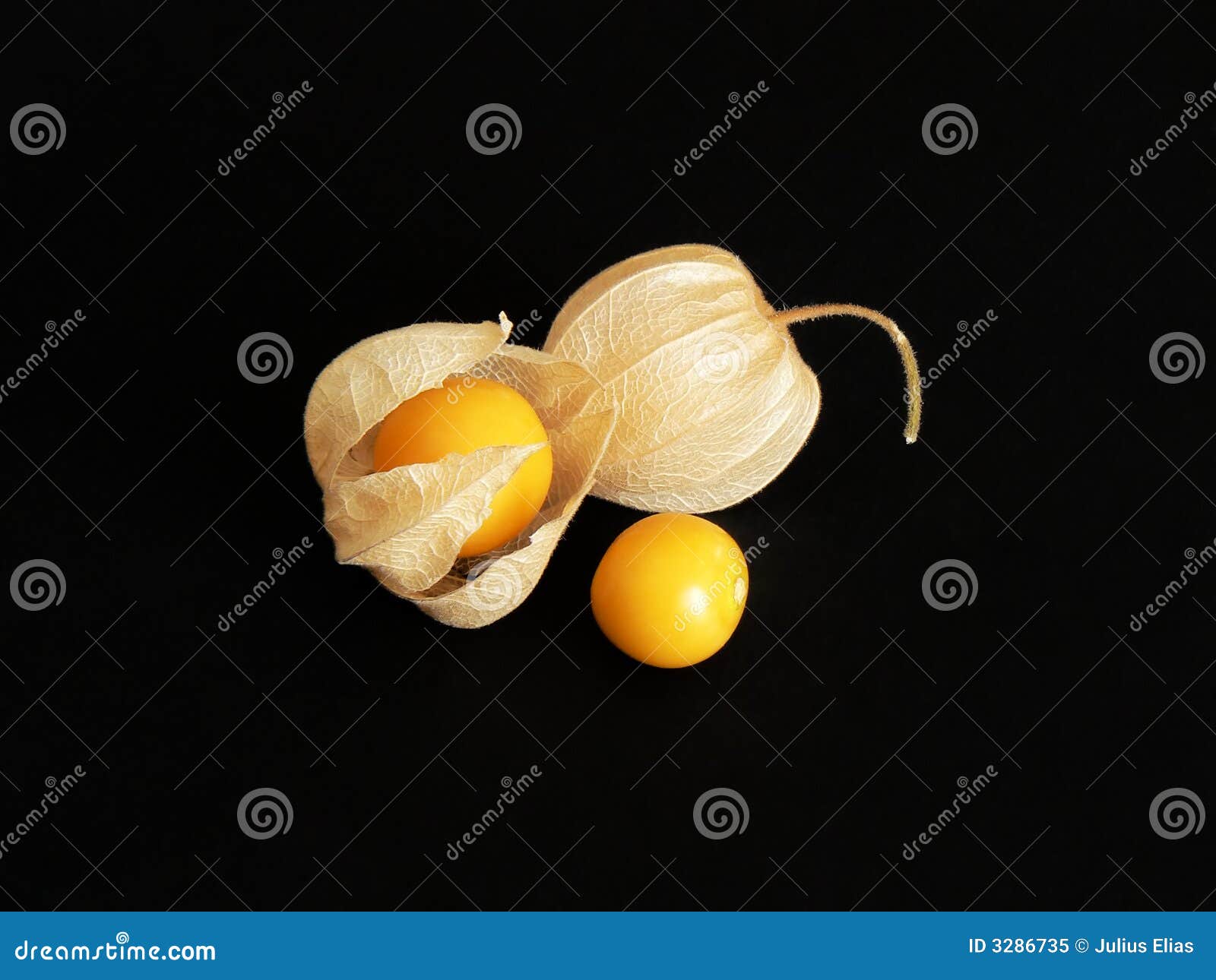 Fresh Physalis stock image. Image of cherry, chinese, physalis - 3286735