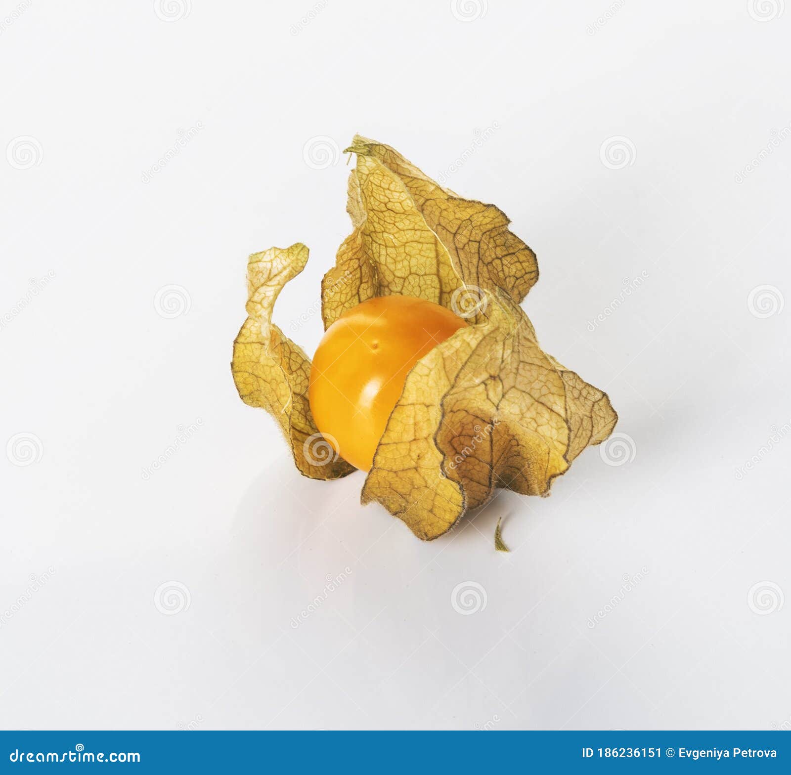 Fresh Physalis Fruit Isolated on a White Background Stock Image - Image ...