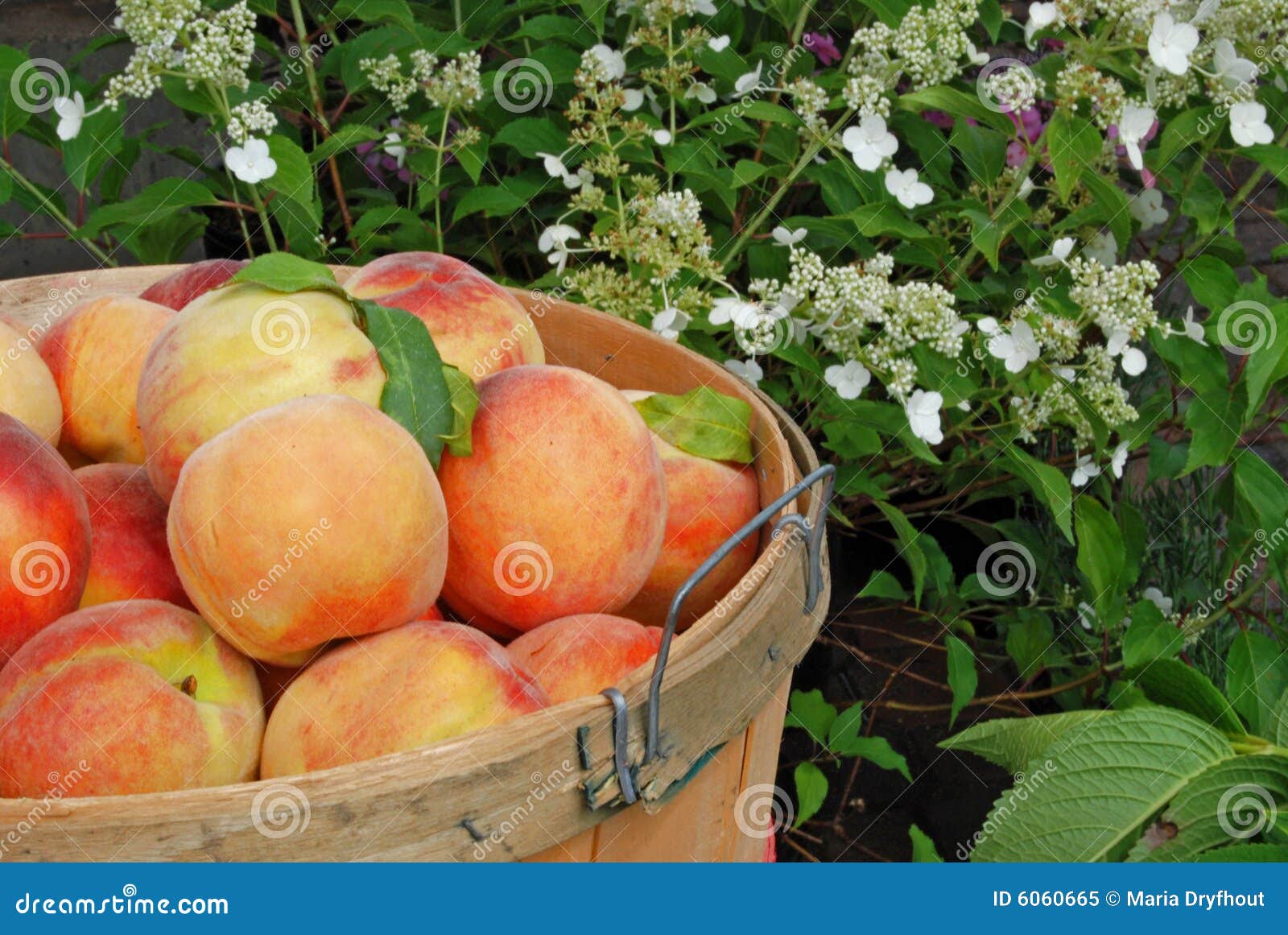 Fresh Pick stock image. Image of ripe, nutritious, reap - 6060665
