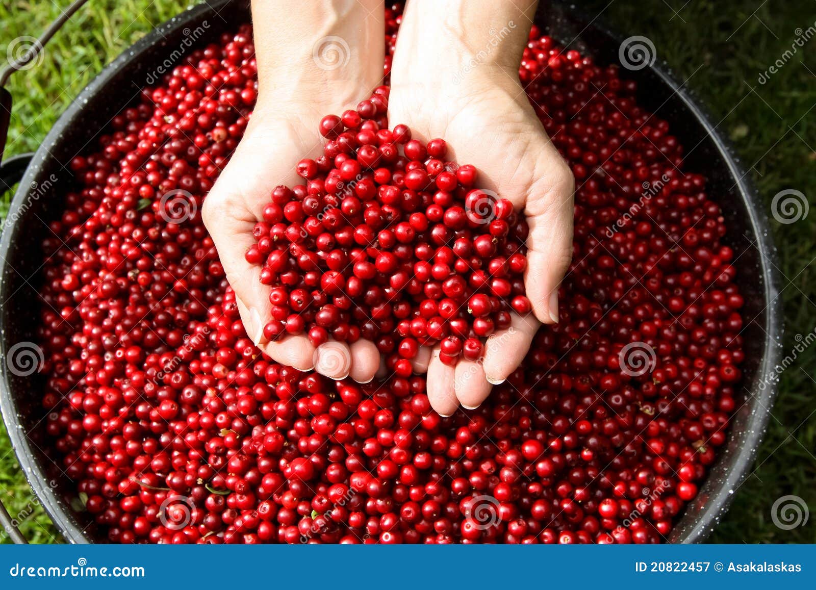 Fresh Picked Alaska Cranberries Stock Image - Image of plump, bowl ...