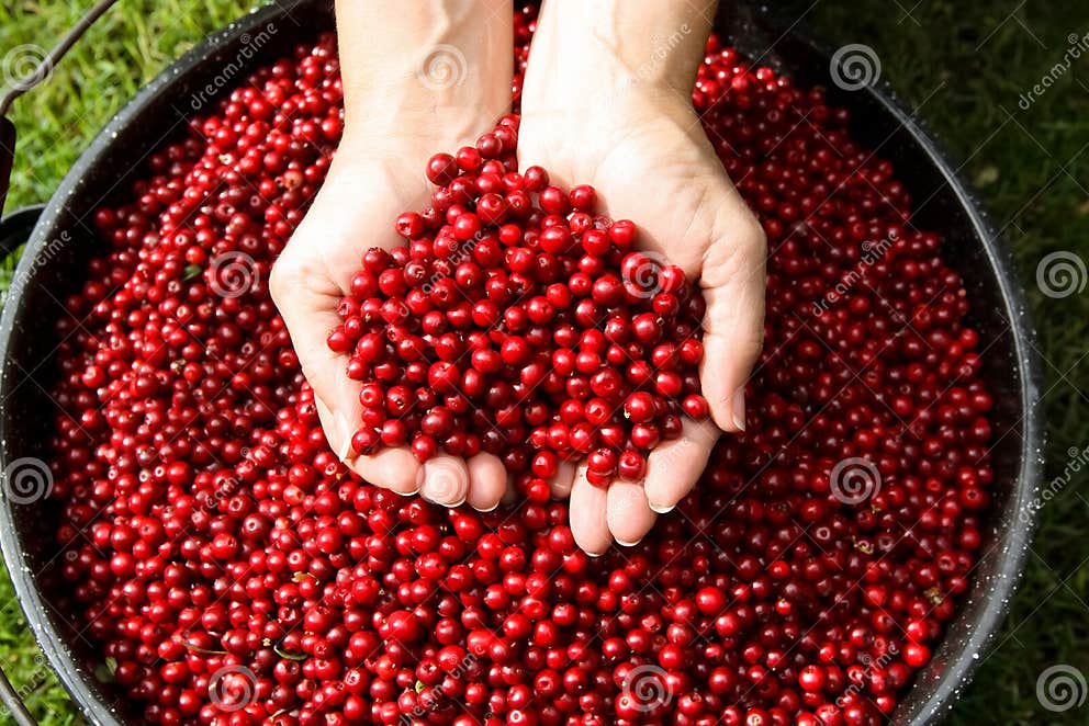 Fresh Picked Alaska Cranberries Stock Image - Image of plump, bowl ...