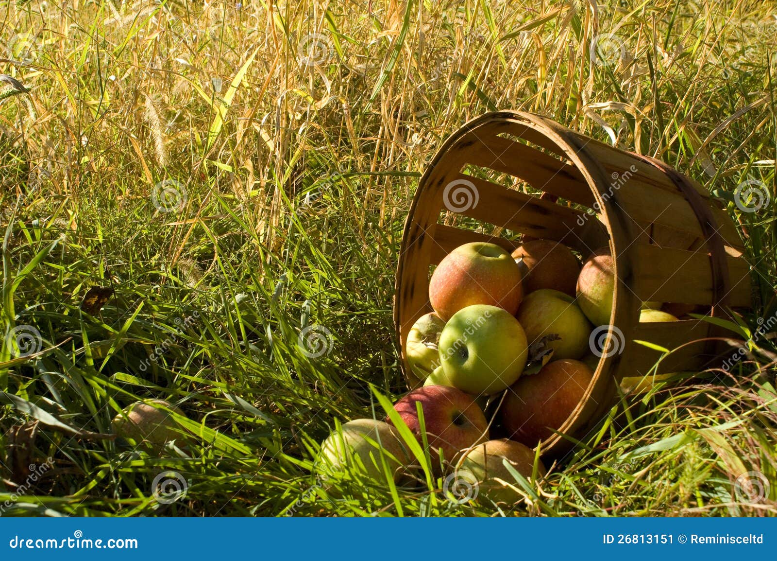 Fresh picked apples stock image. Image of field, meadow - 26813151