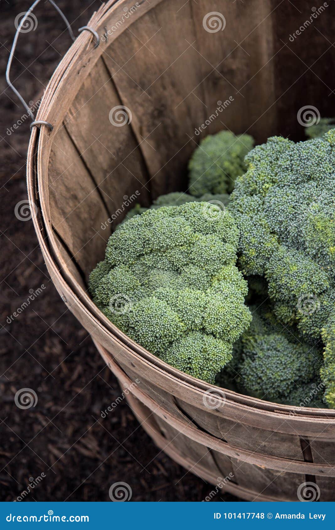 Fresh Picked Broccoli in a Basket Stock Photo - Image of stem, vitamin ...
