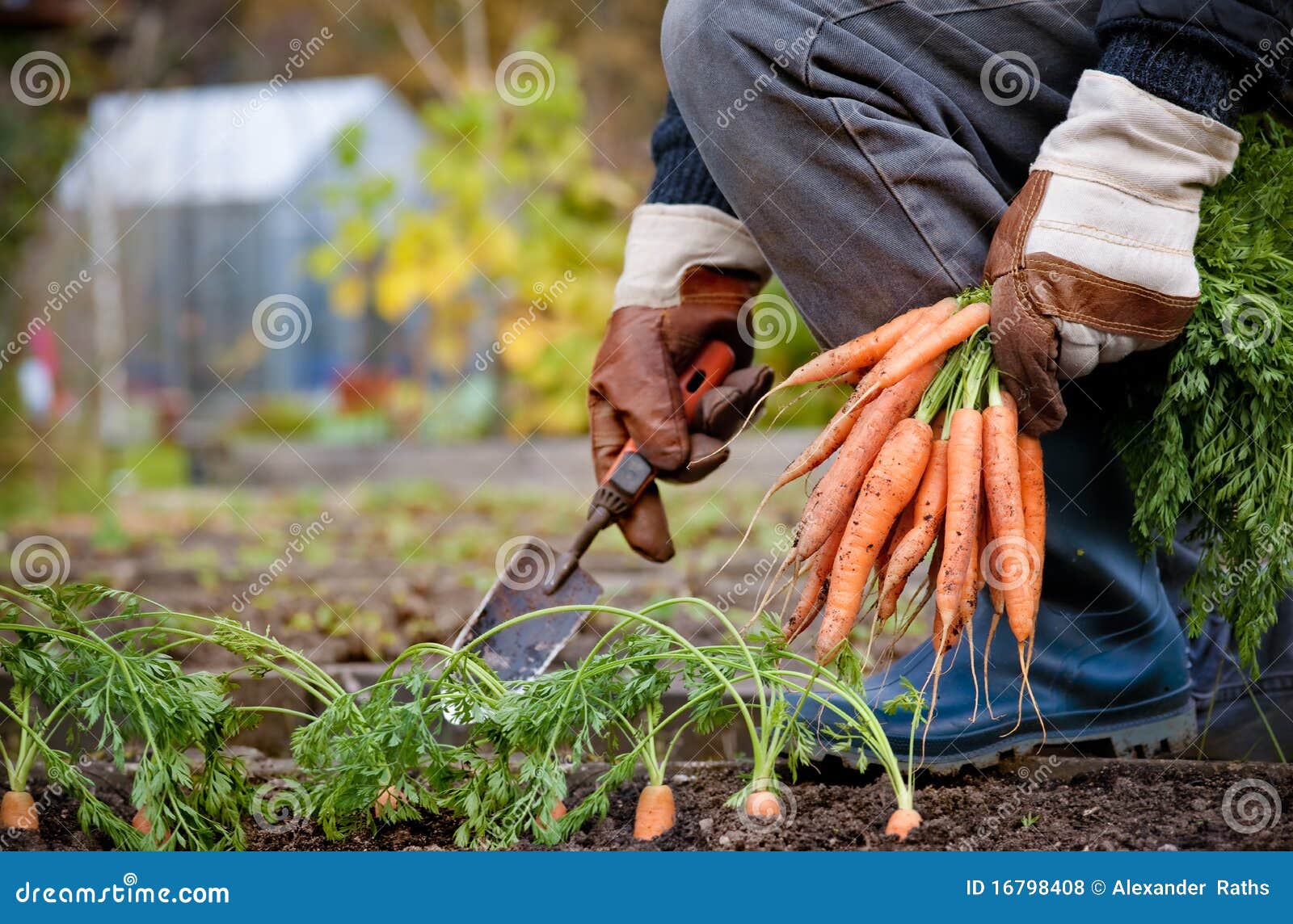 Fresh picked carrots stock photo. Image of leaf, garden - 16798408