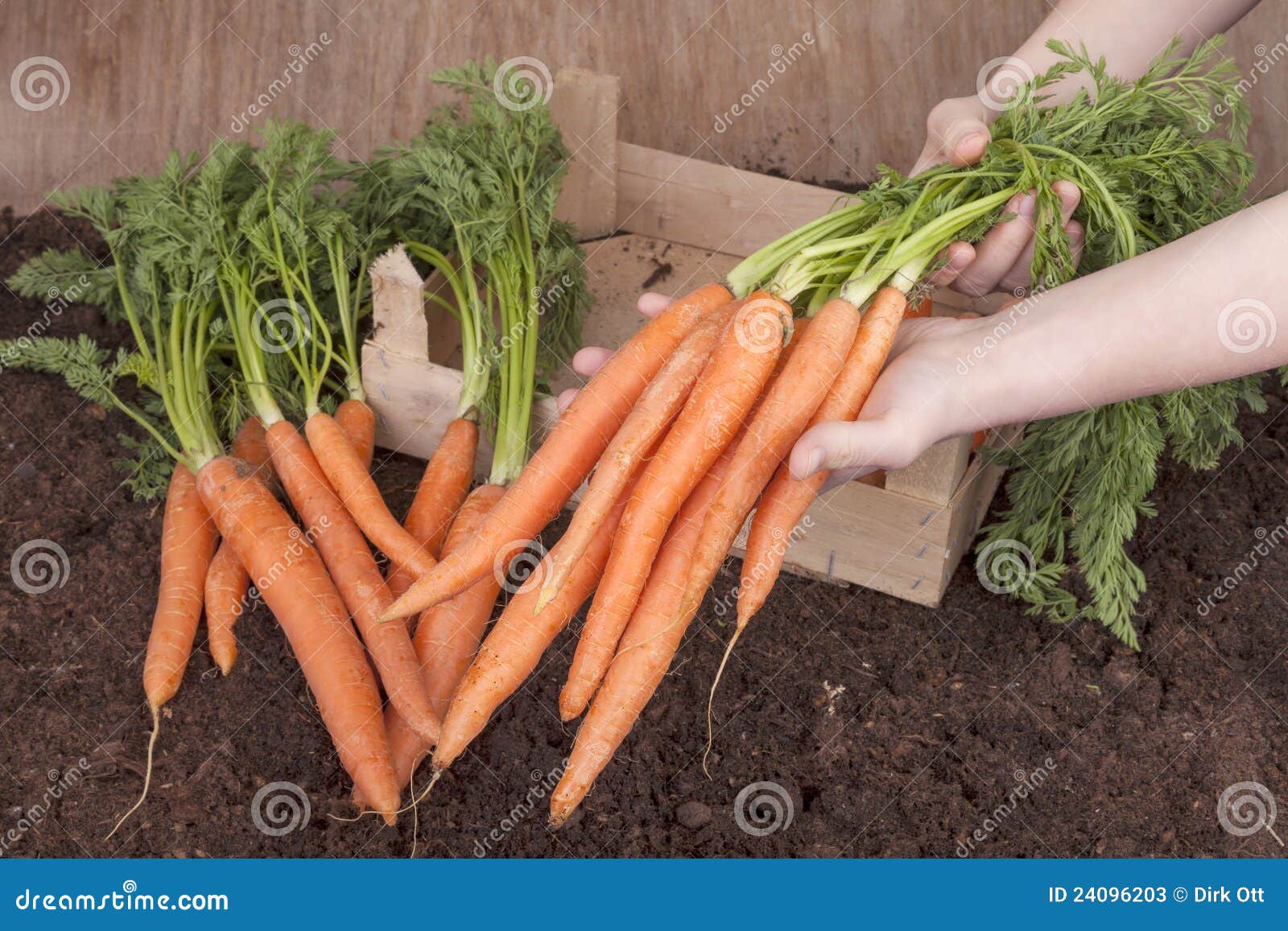 Fresh picked carrots stock image. Image of picked, fresh - 24096203