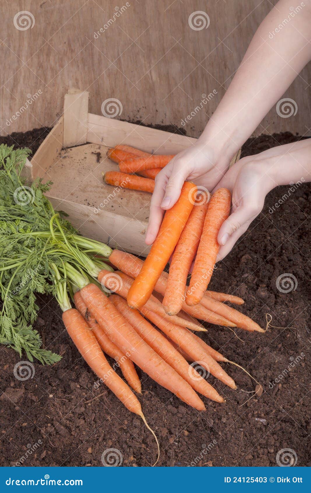 Fresh picked carrots stock image. Image of farmer, basket - 24125403