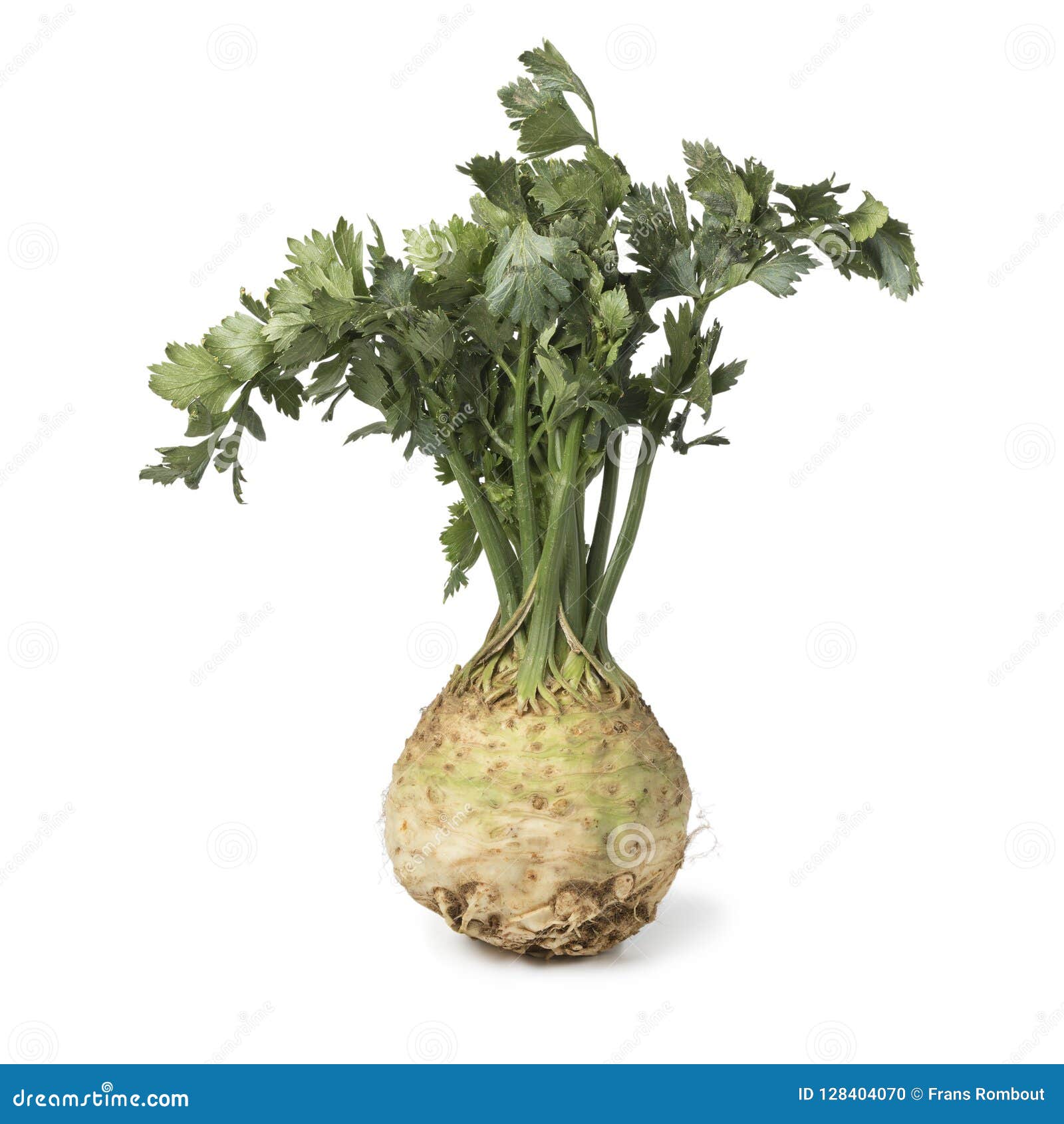 Fresh picked celery root stock photo. Image of studio - 128404070
