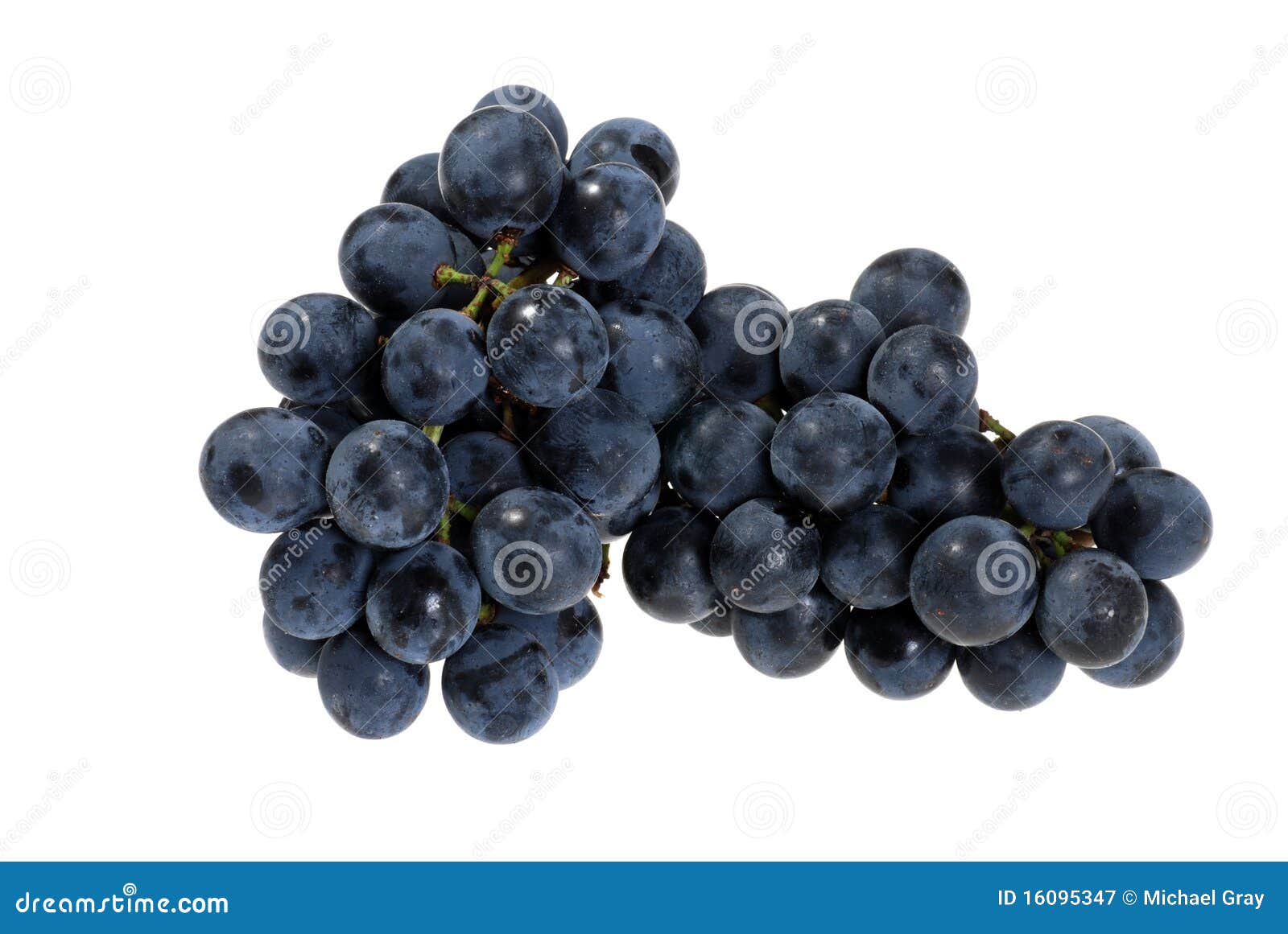Fresh Picked Concord Grapes Stock Image - Image of harvest, pile: 16095347