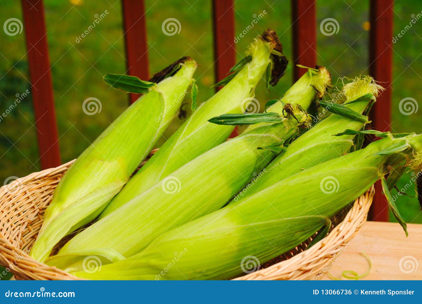 Fresh picked corn stock photo. Image of nutrition, husk - 13066736