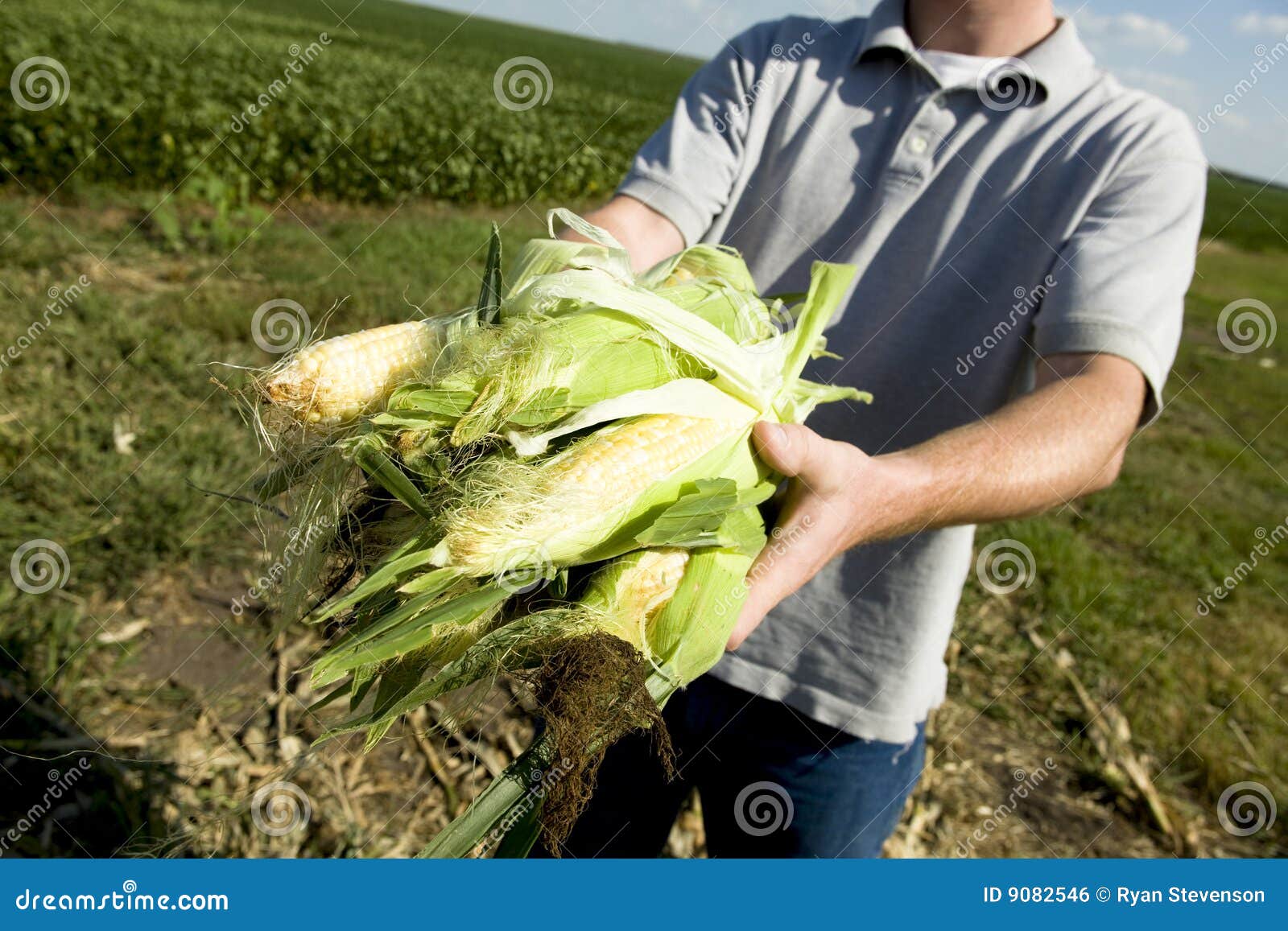 Fresh Picked Corn stock photo. Image of farming, iowa - 9082546