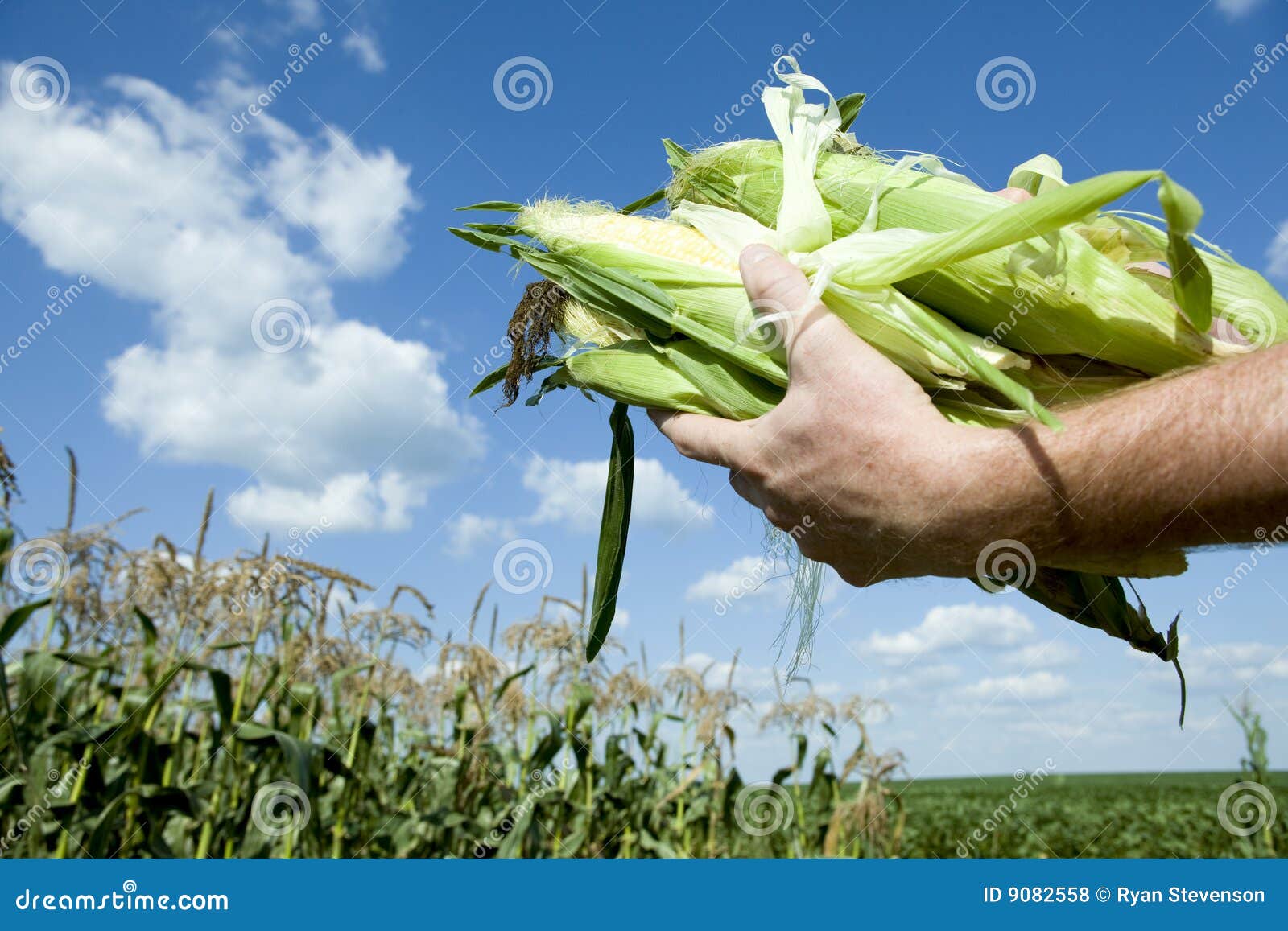 Fresh Picked Corn stock photo. Image of healthy, iowa - 9082558