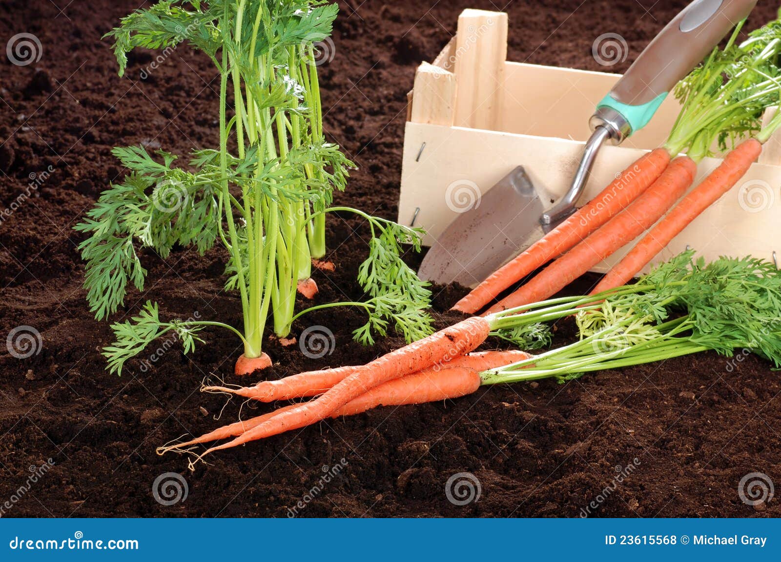 Fresh Picked Garden Carrots with Wood Box Stock Photo - Image of ...