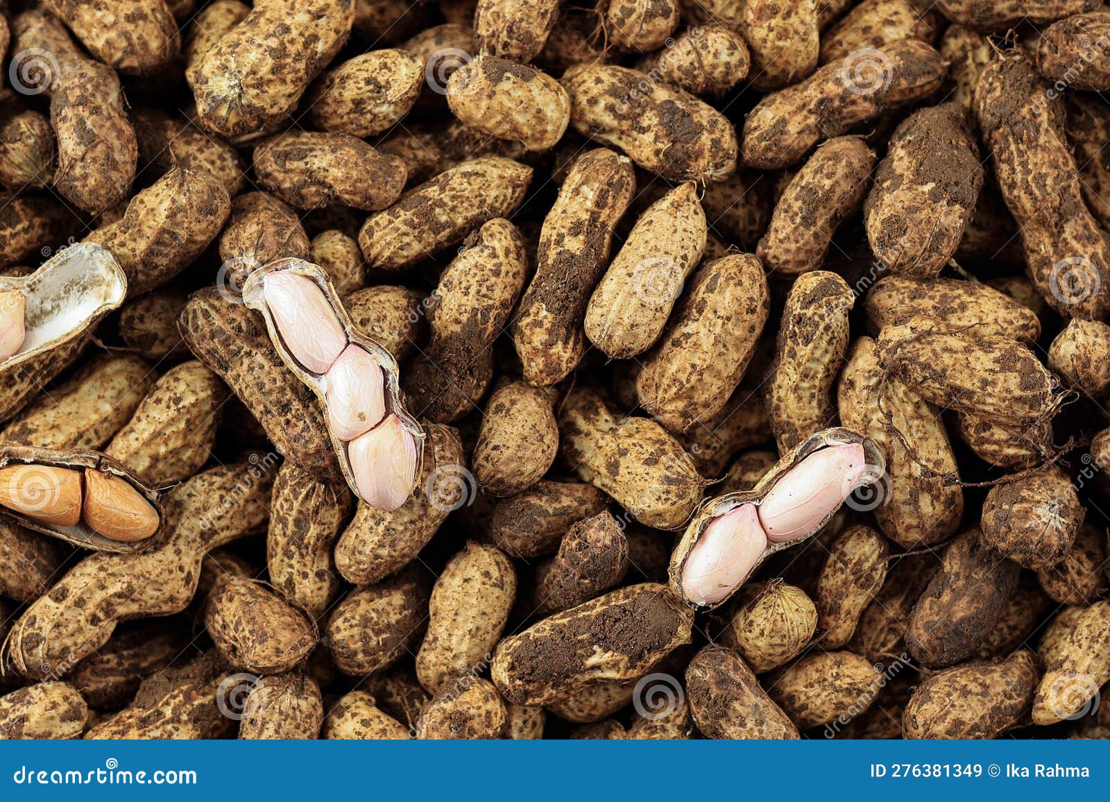 Fresh Picked Ground Peanut stock image. Image of tanah - 276381349