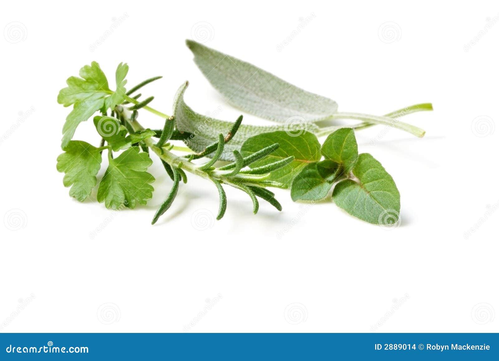Fresh-picked Herbs stock photo. Image of rosemary, picked - 2889014