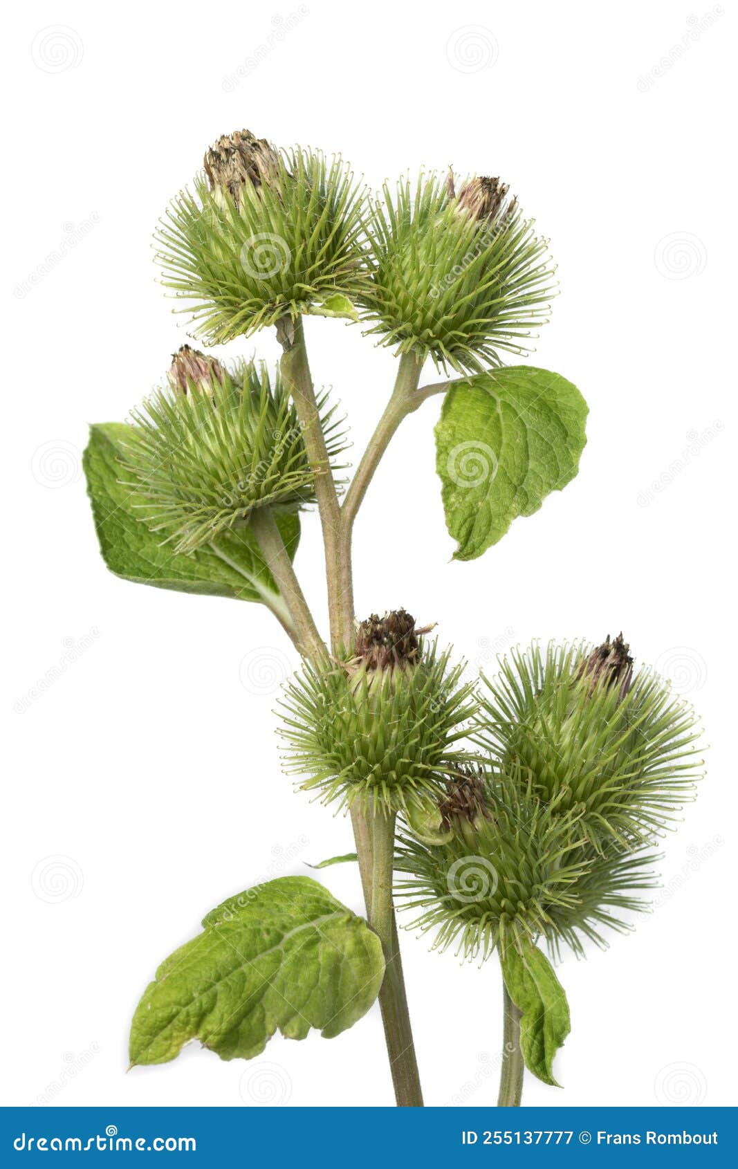 Fresh Picked Lesser Burdock, Little Burdock on White Background Stock ...