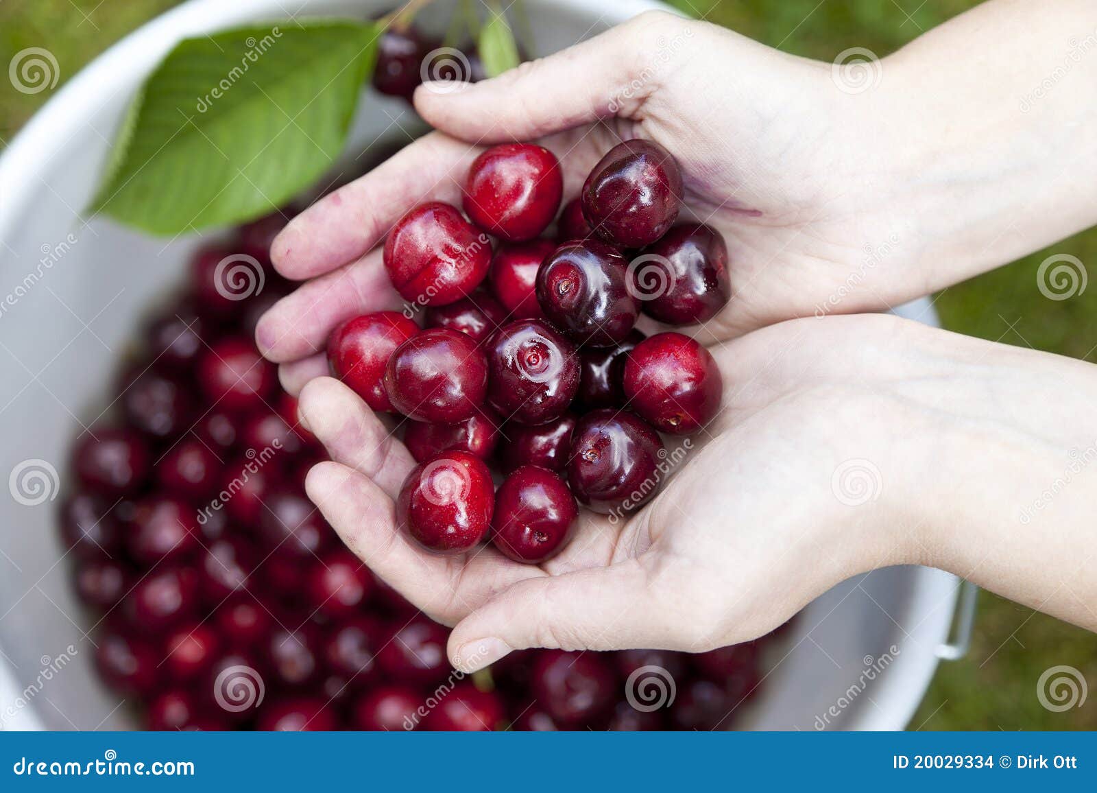 Fresh Picked Organic Cherries Stock Photo - Image of food, home: 20029334