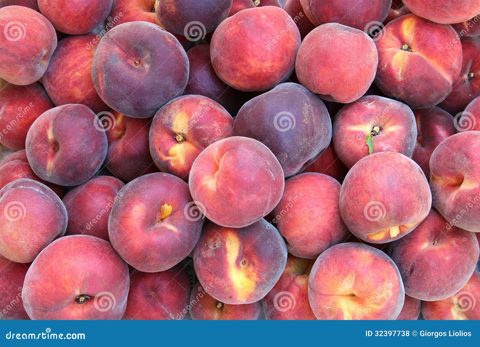 Fresh picked peaches stock photo. Image of nature, farm - 32397738