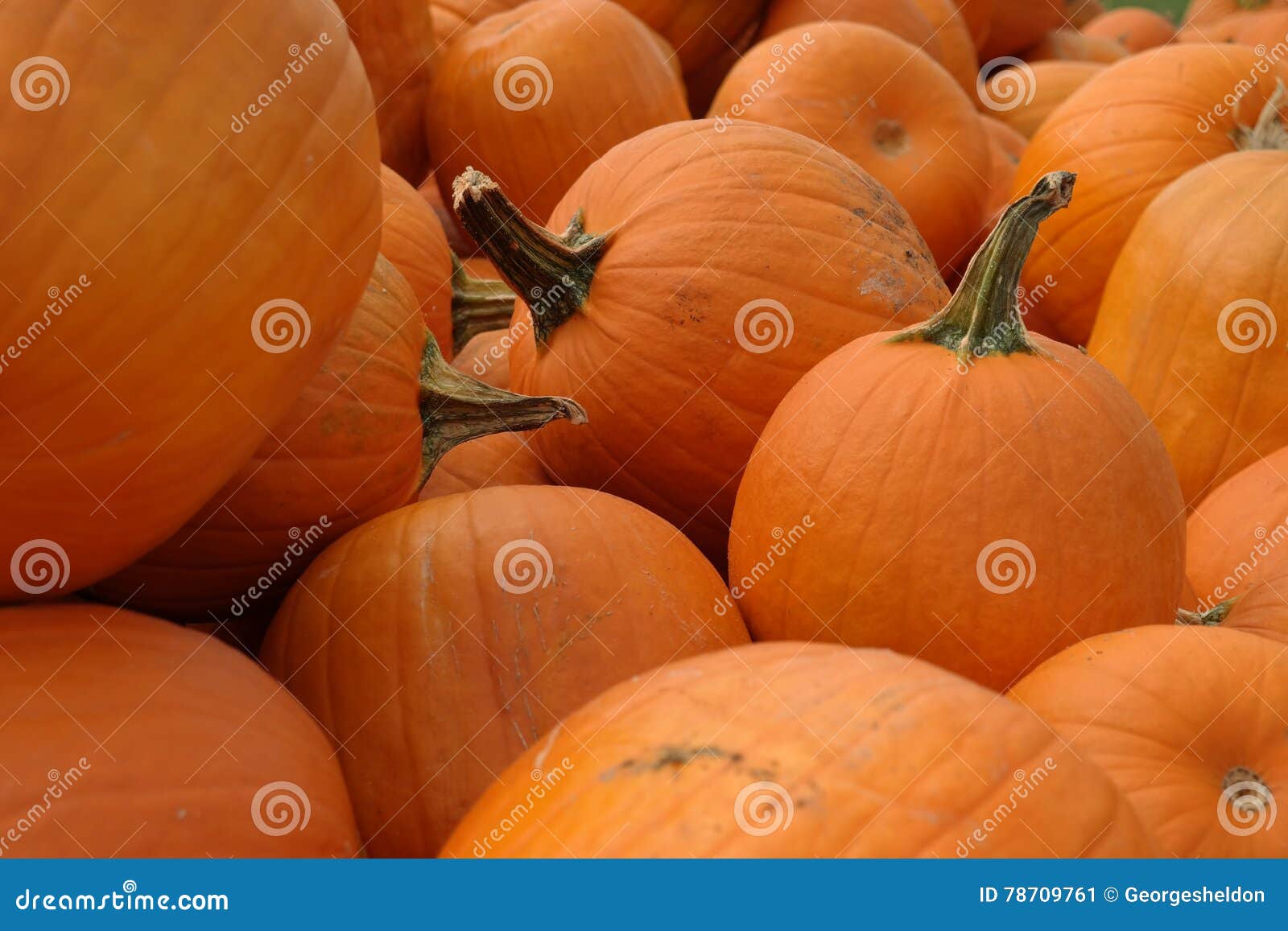 Fresh Picked Pumpkins stock image. Image of pumpkins - 78709761