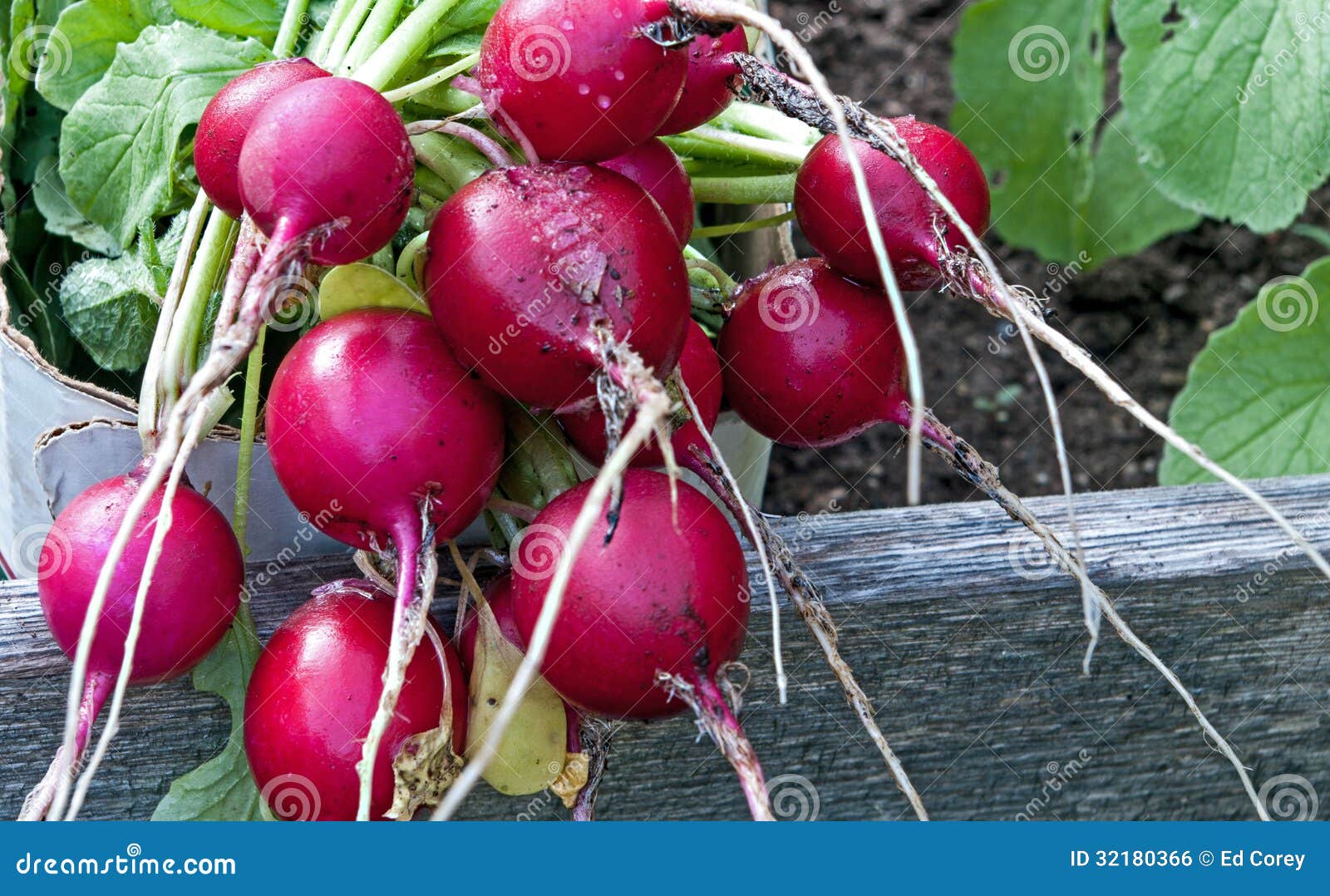 Fresh Picked Radish stock photo. Image of plant, agriculture - 32180366