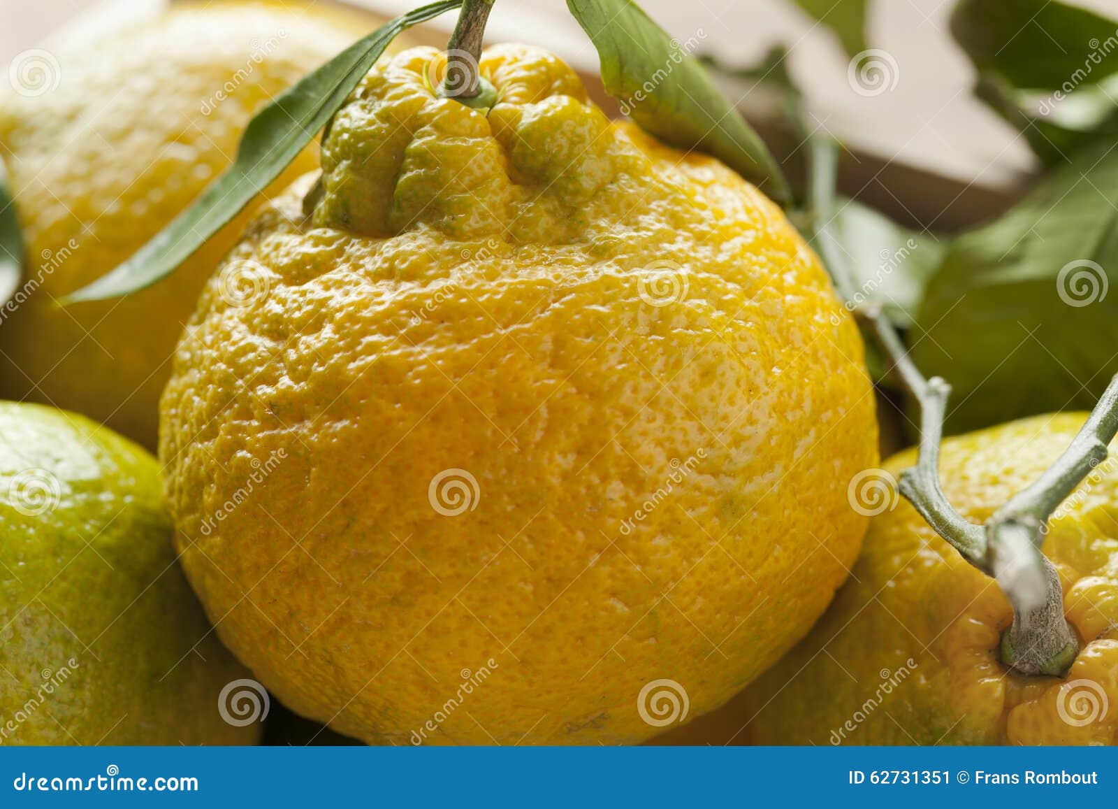 Fresh Picked Ripe Mandarins Stock Image - Image of reticulata, edible ...