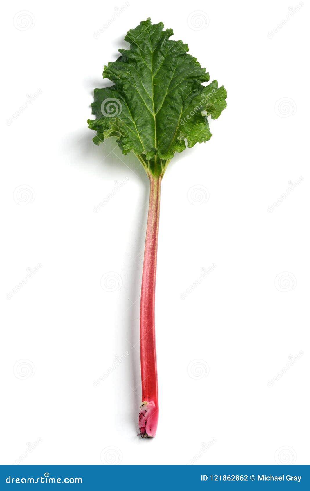 Single Stalk Of Red Rose Stock Image | CartoonDealer.com #2928811