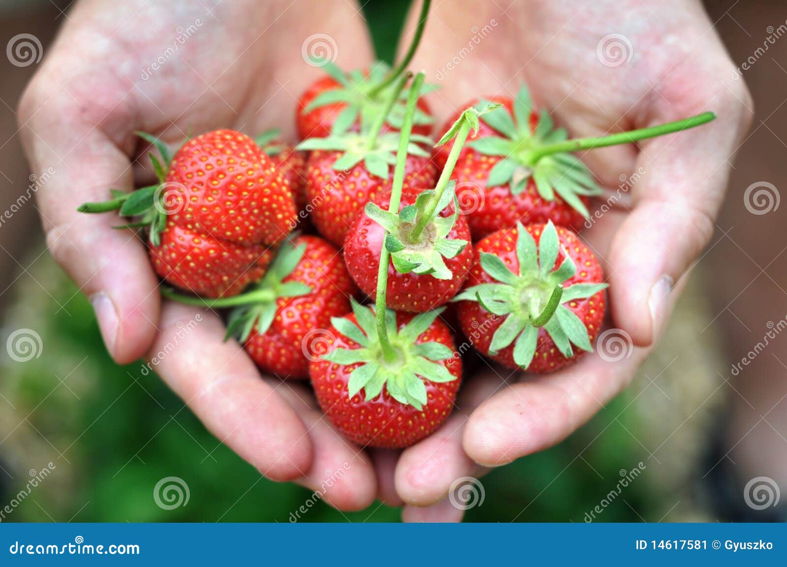 Fresh picked strawberries stock image. Image of hands - 14617581