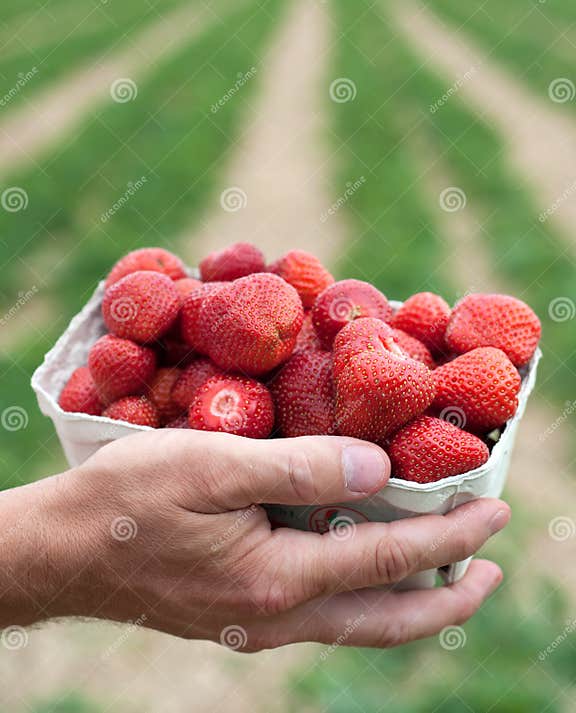 Fresh picked strawberries stock photo. Image of lifestyles - 17092210