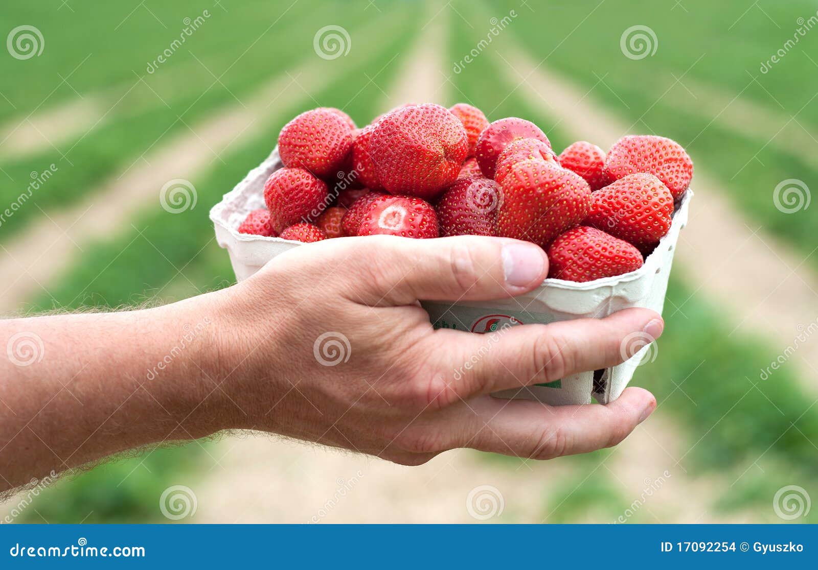 Fresh picked strawberries stock photo. Image of holding - 17092254