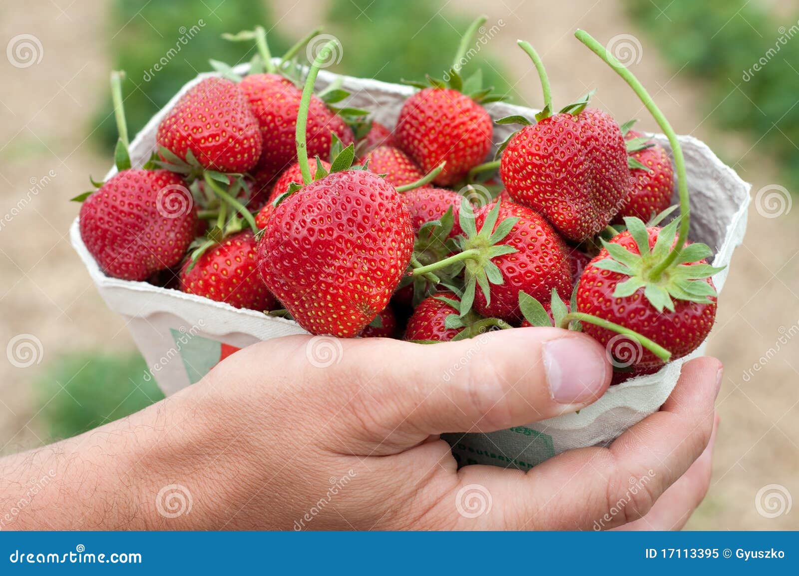 Fresh picked strawberries stock image. Image of gourmet - 17113395