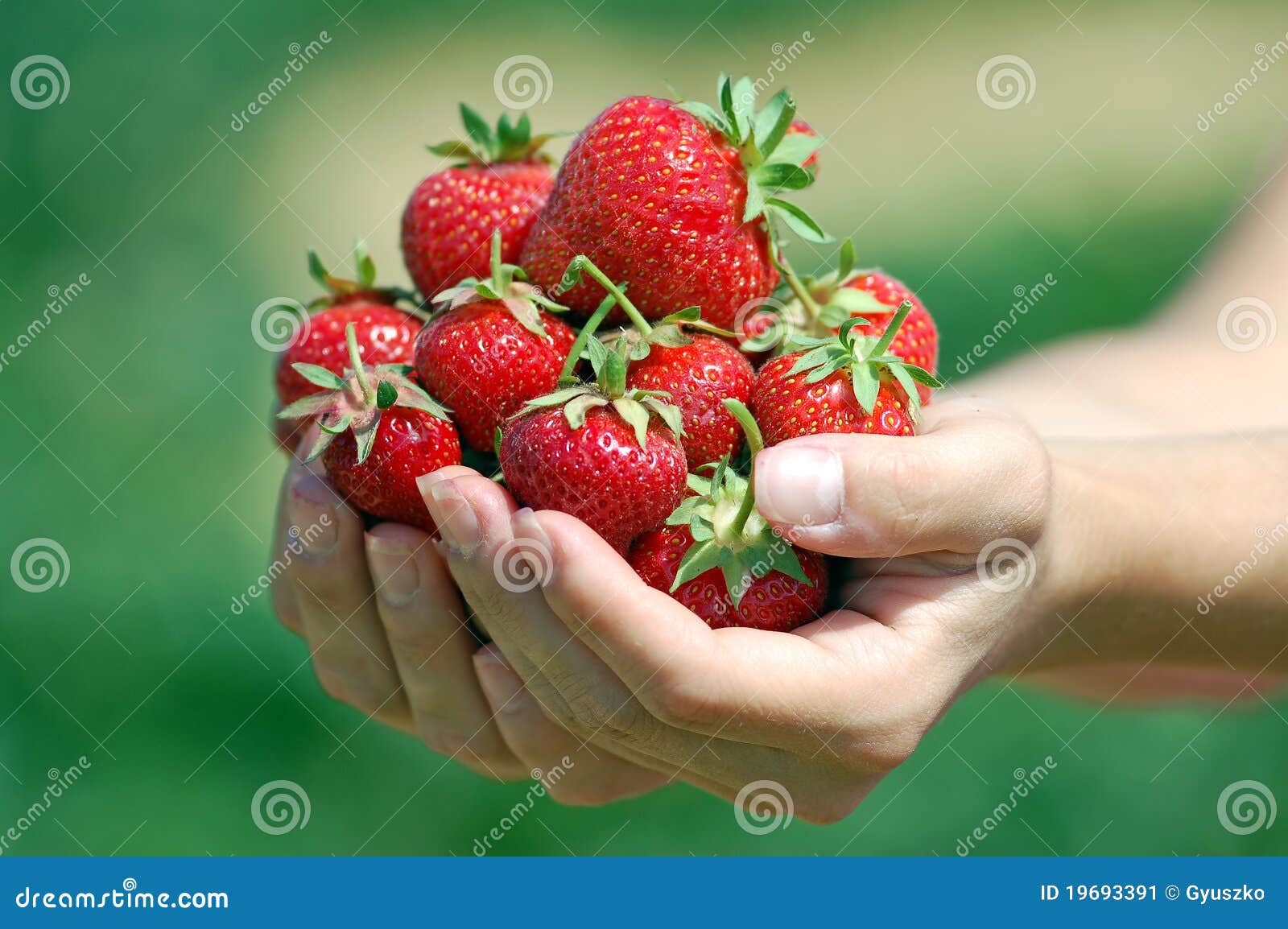 Fresh picked strawberries stock image. Image of farm - 19693391