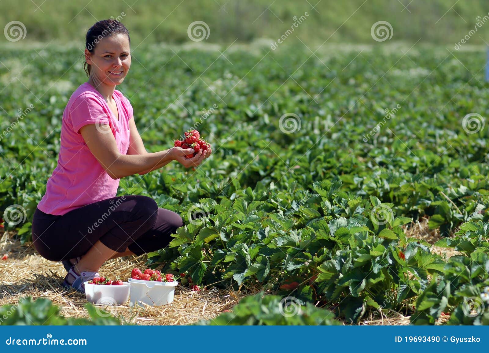 Fresh picked strawberries stock photo. Image of food - 19693490
