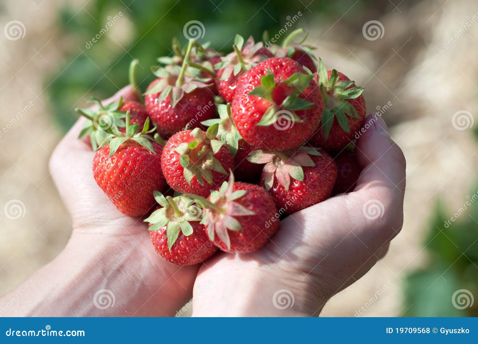 Fresh picked strawberries stock photo. Image of farmer - 19709568