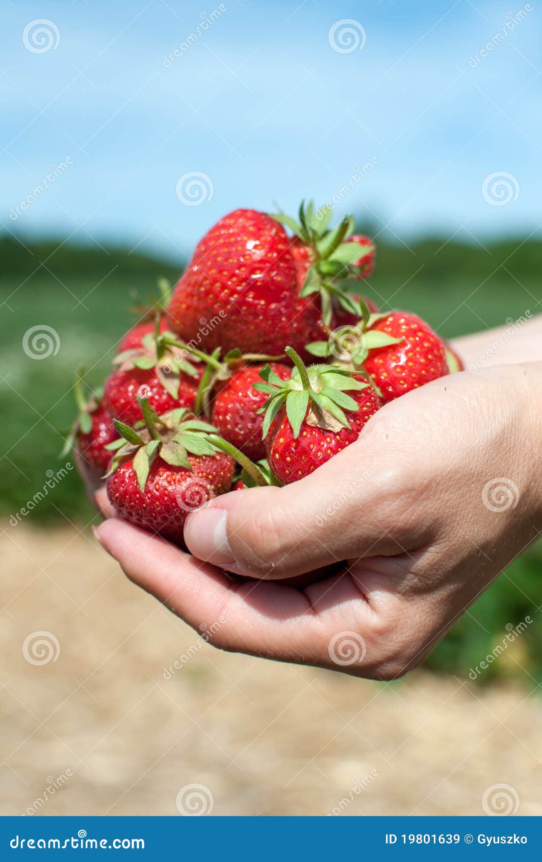 Fresh picked strawberries stock image. Image of growth - 19801639