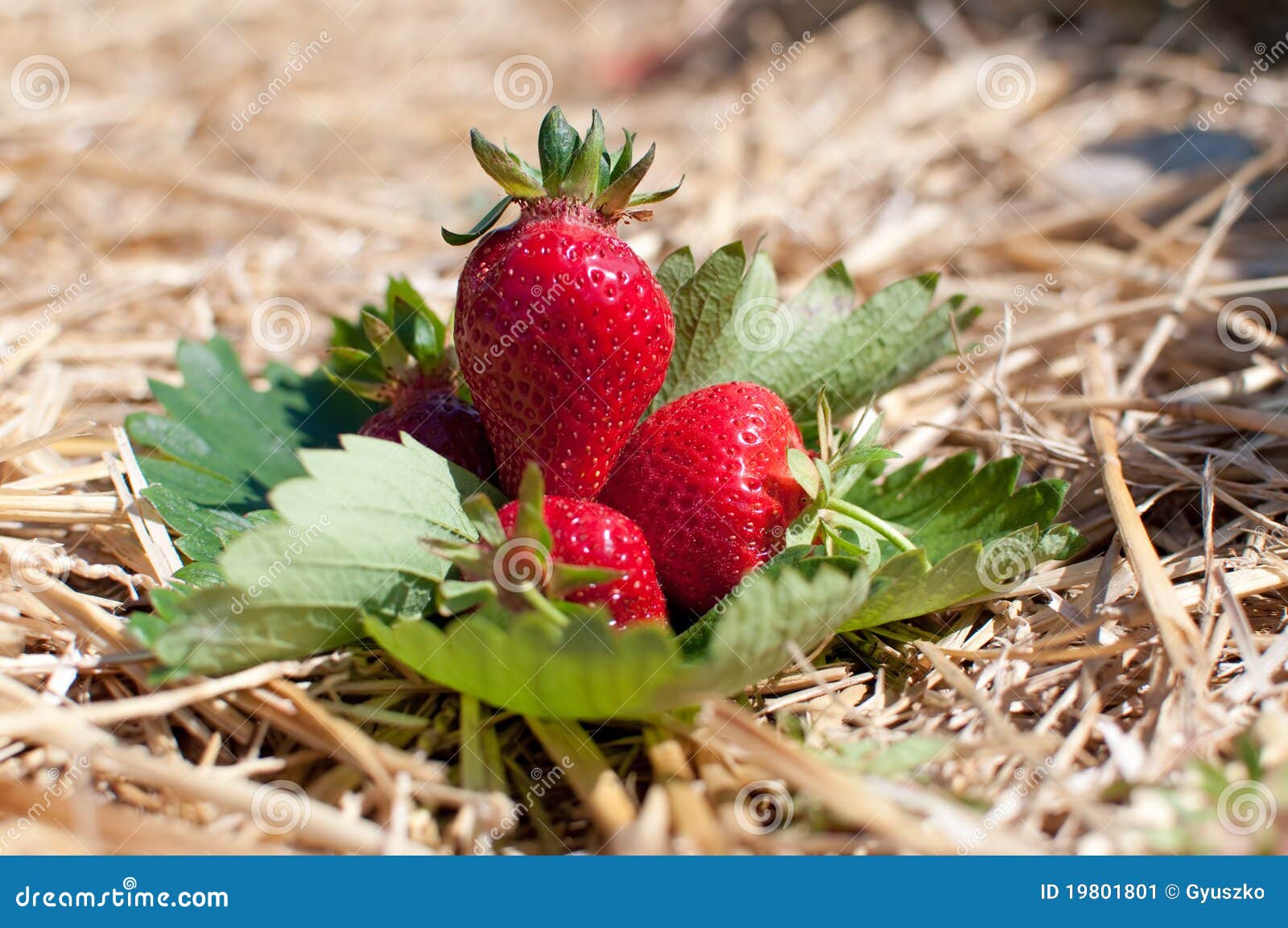 Fresh picked strawberries stock image. Image of healthy - 19801801