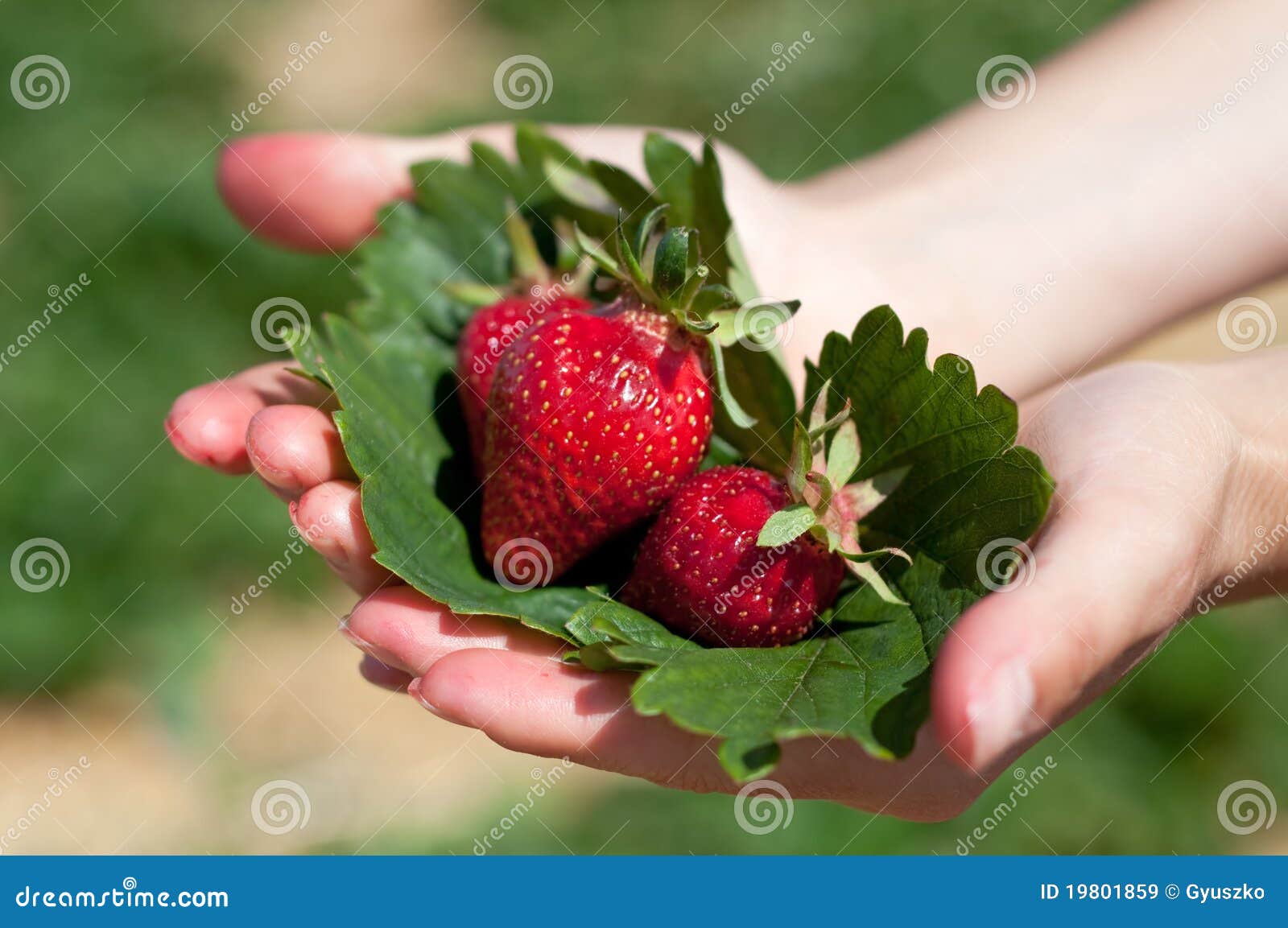 Fresh picked strawberries stock image. Image of gourmet - 19801859