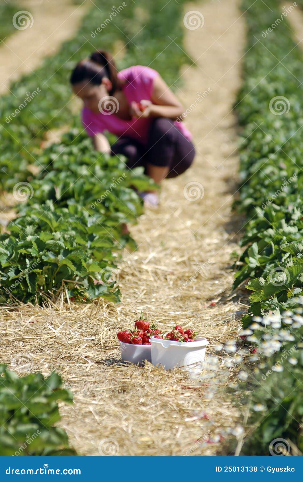 Fresh picked strawberries stock photo. Image of juicy - 25013138