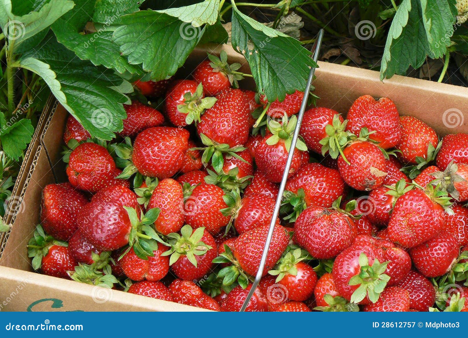 Farm Fresh Strawberries stock image. Image of fresh, fruits - 28612757