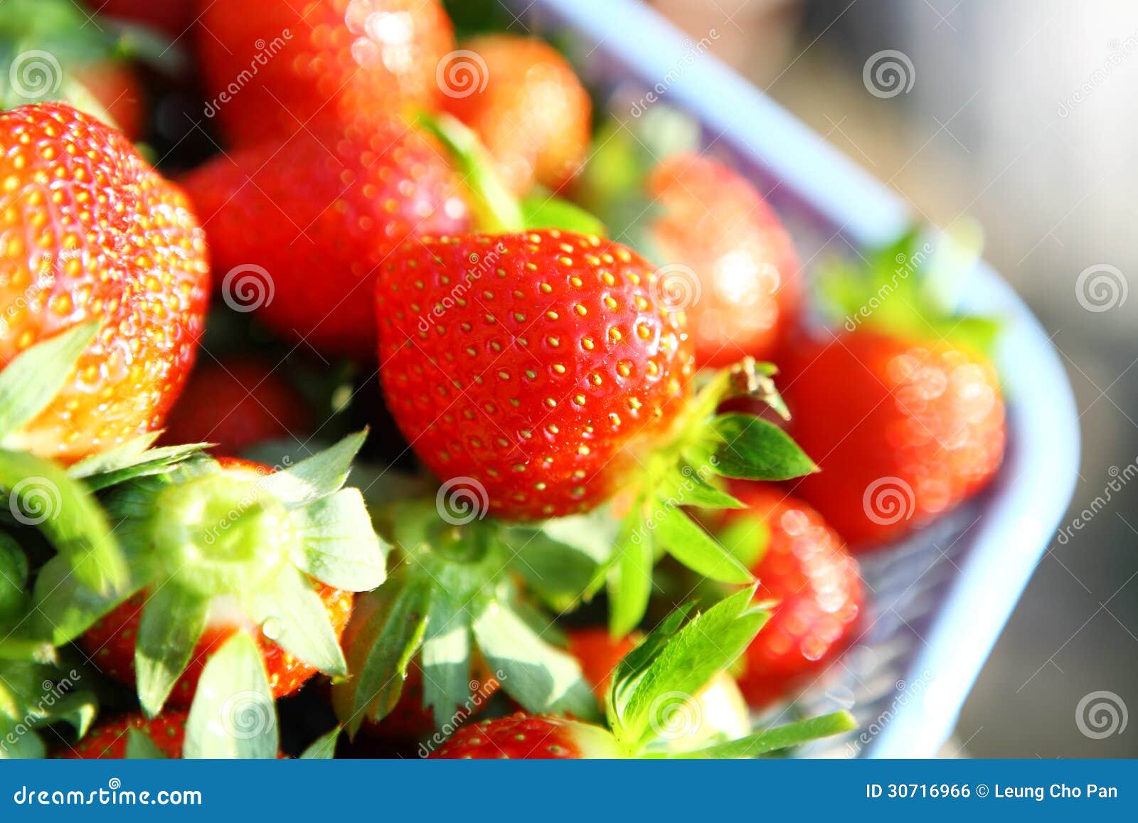 Fresh picked strawberries stock photo. Image of garden - 30716966