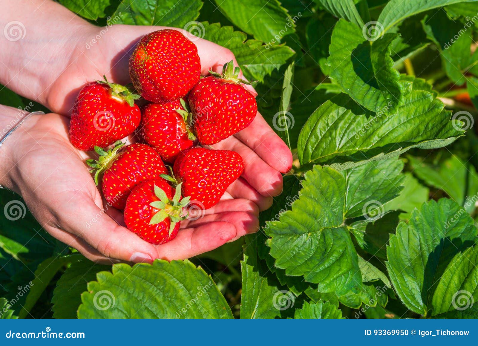Fresh Picked Strawberries Held Over Strawberry Plants. Top Perspective ...