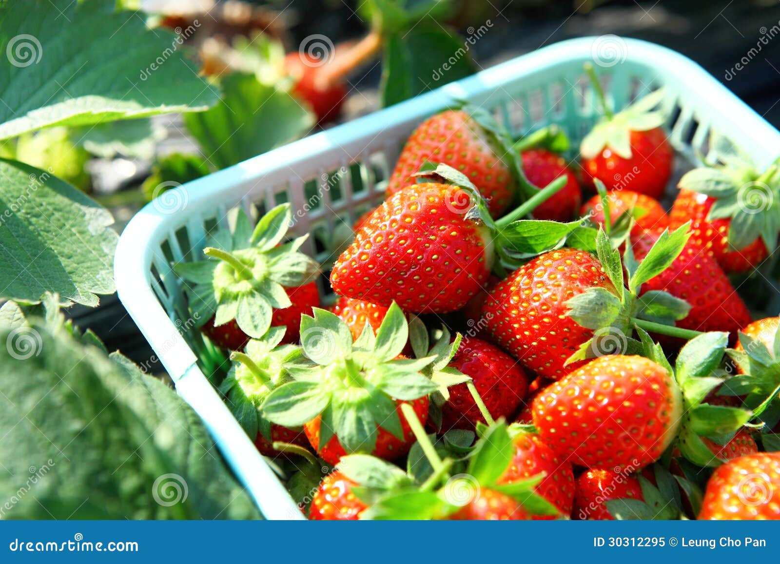 Fresh picked strawberry stock image. Image of healthy - 30312295