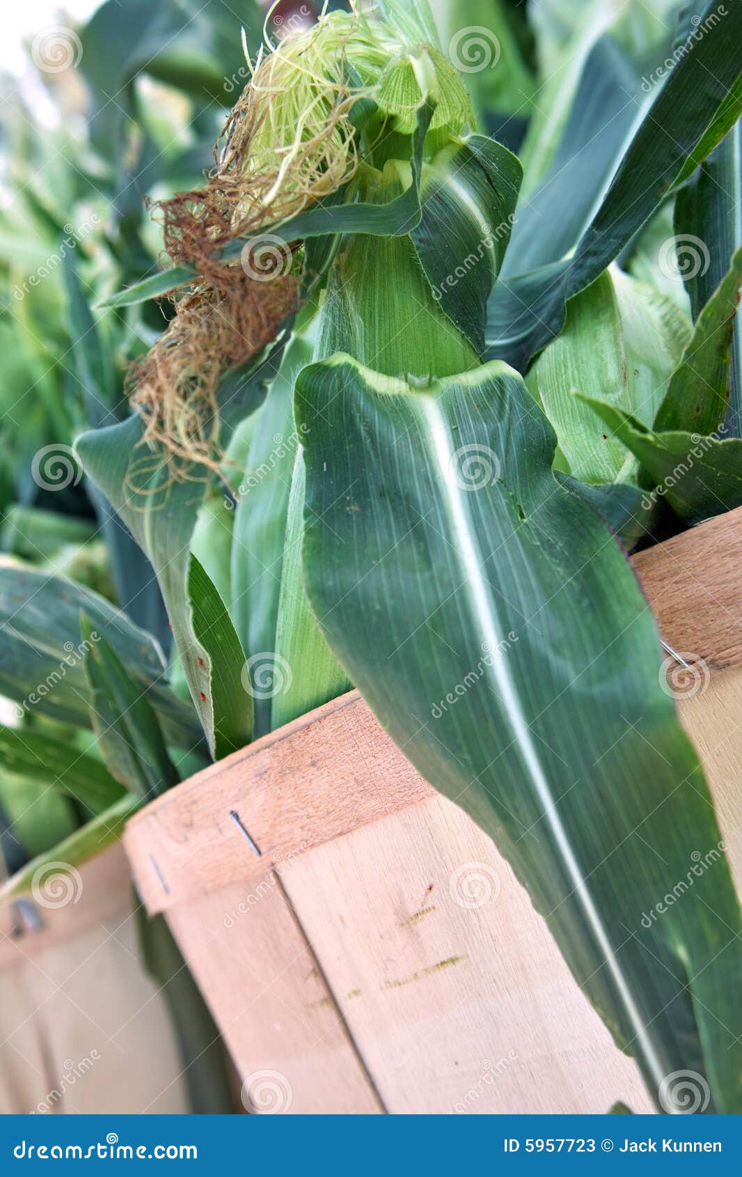Fresh Picked Sweet Corn stock image. Image of nutritious - 5957723