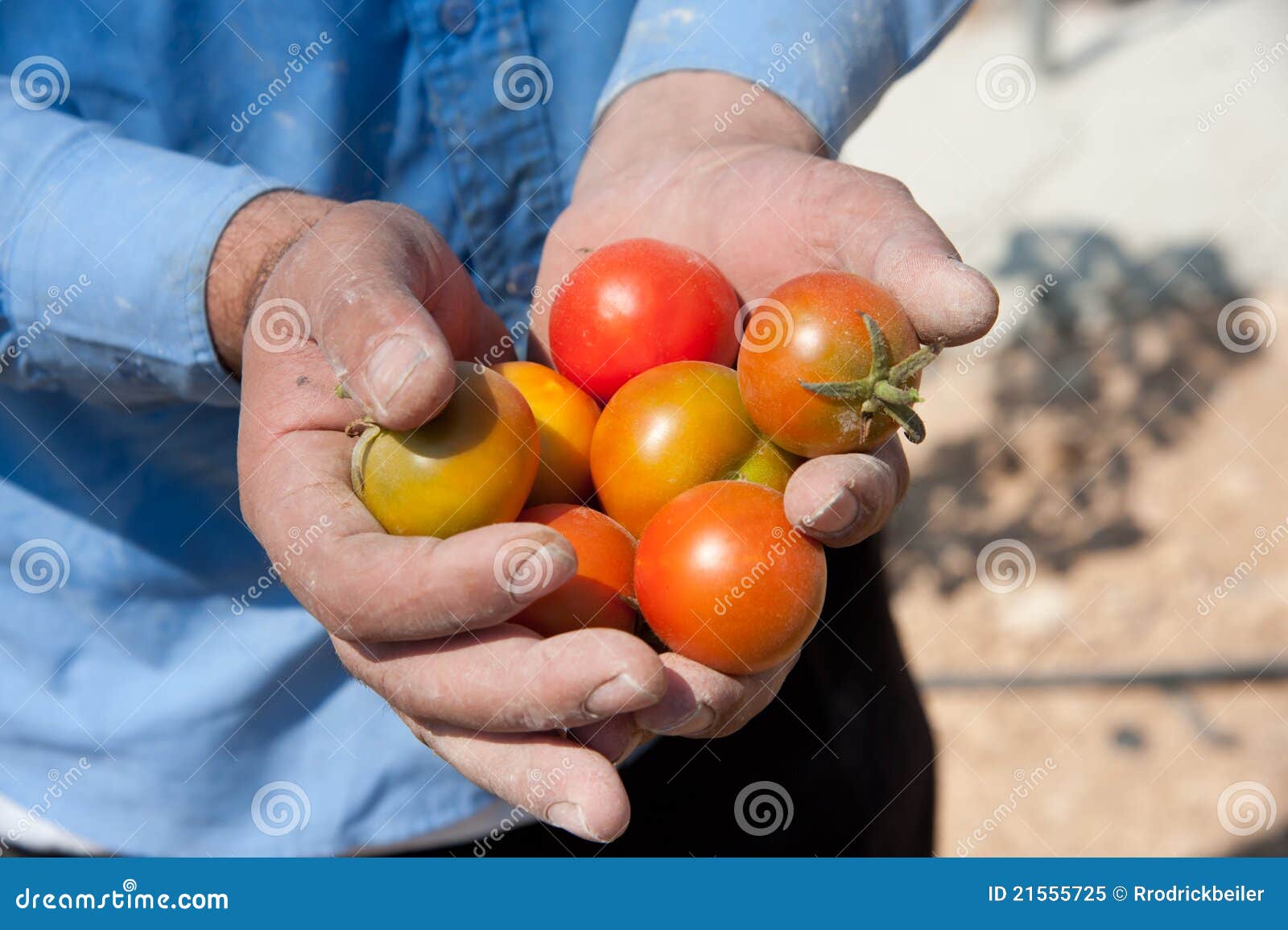 Fresh Picked Tomatoes stock image. Image of organic, agriculture - 21555725