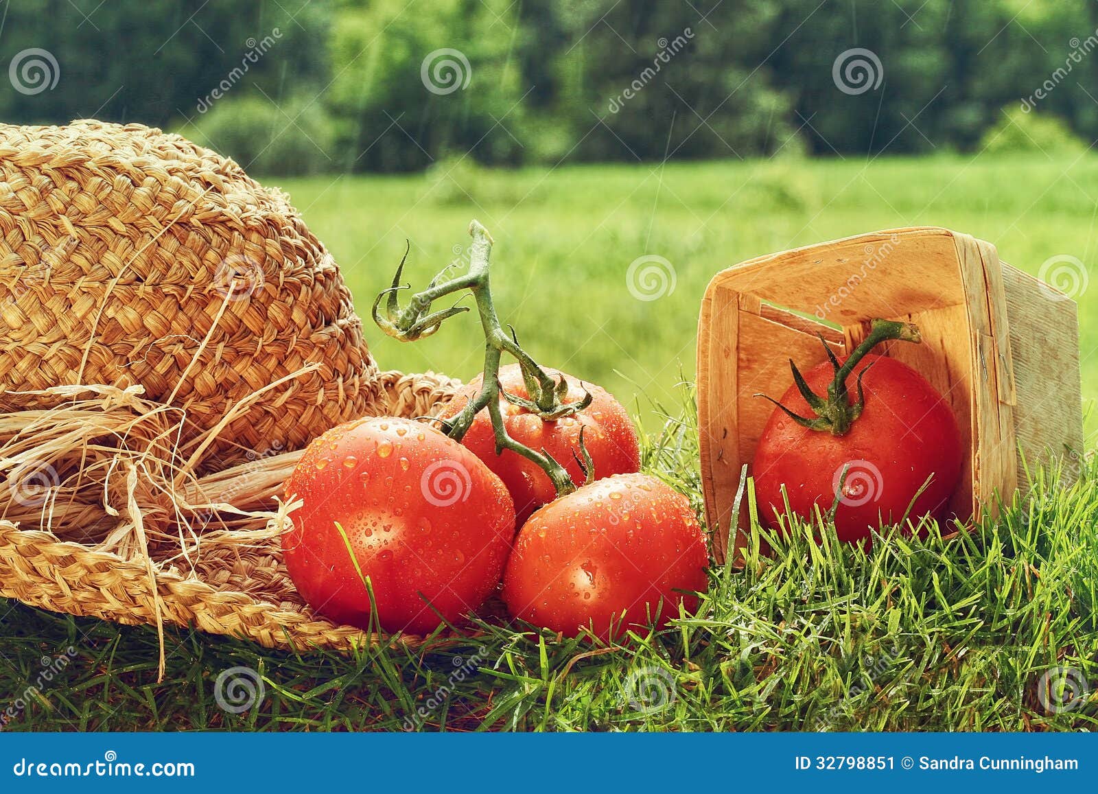 Fresh Picked Tomatoes with Garden Hat on Grass Stock Image - Image of ...