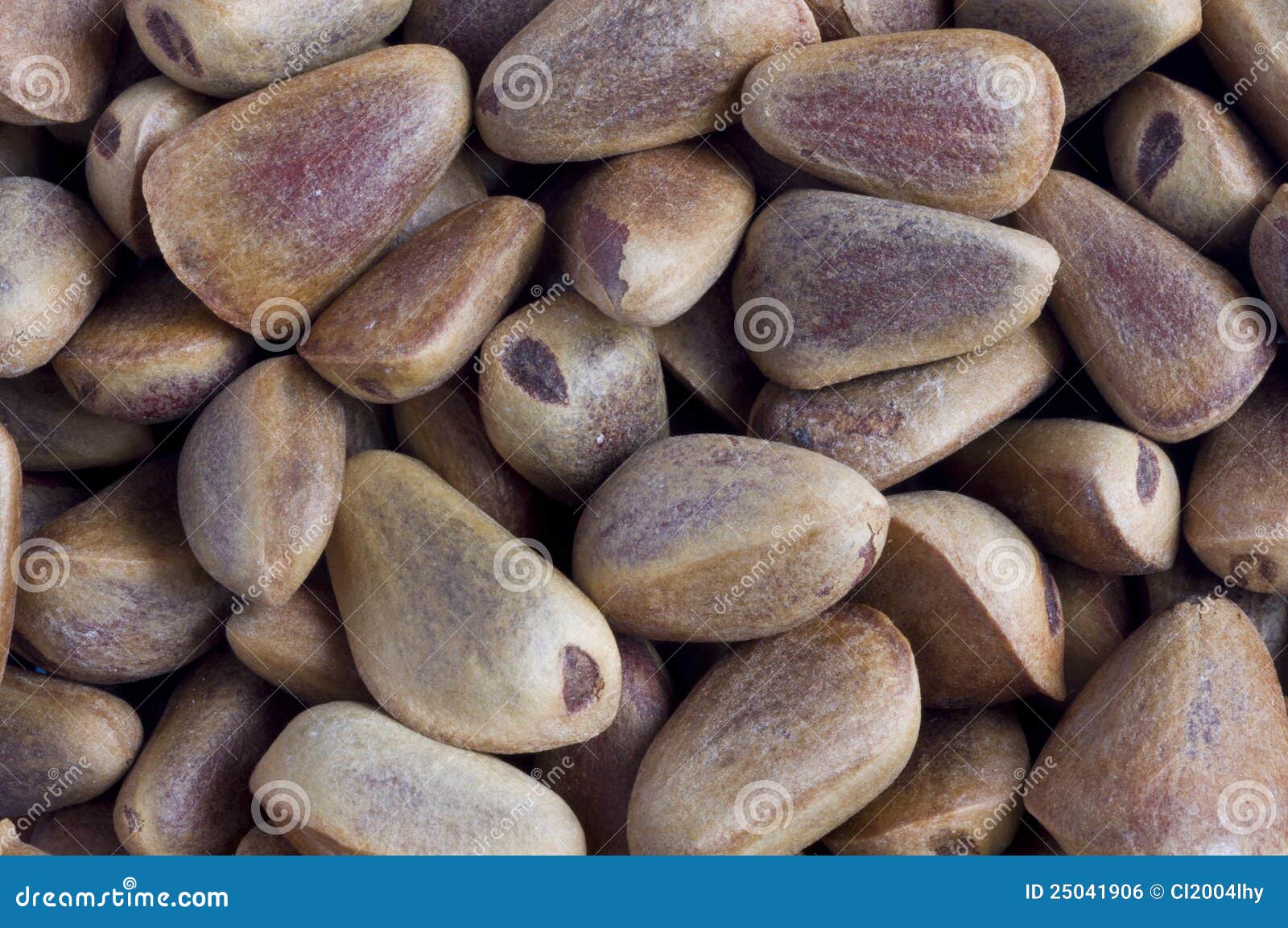 Fresh Pignolias by Macro Photography. Stock Photo - Image of pine ...